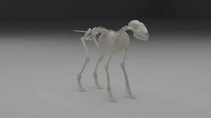 Wolf skeleton 3D model | CGTrader