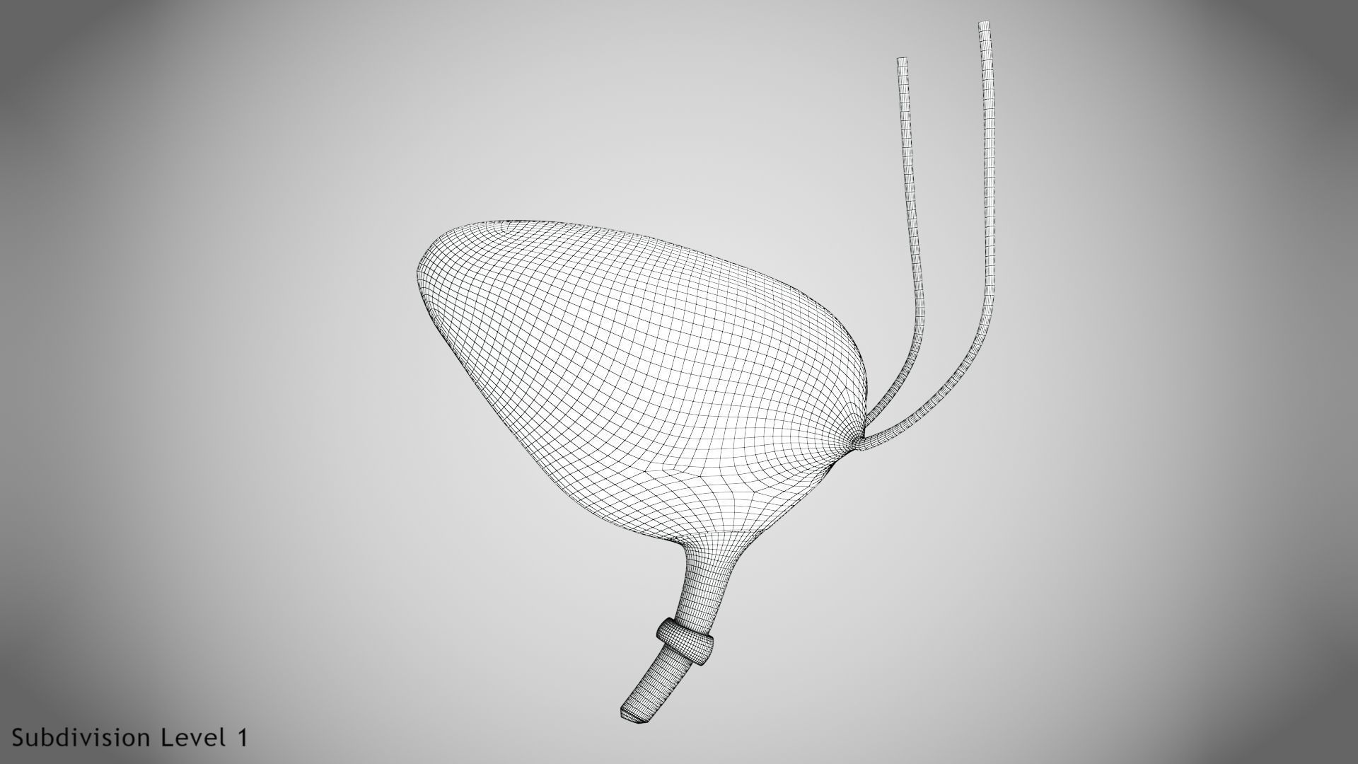 Bladder with Cross-Section 3D model | CGTrader