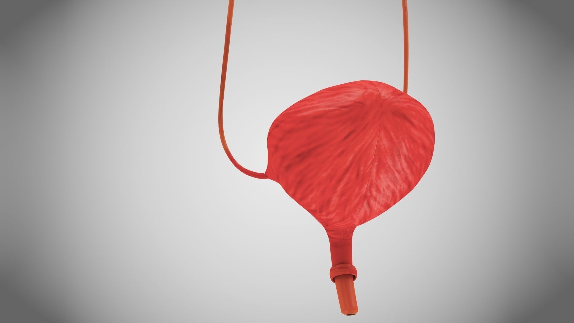 Bladder with Cross-Section 3D model | CGTrader