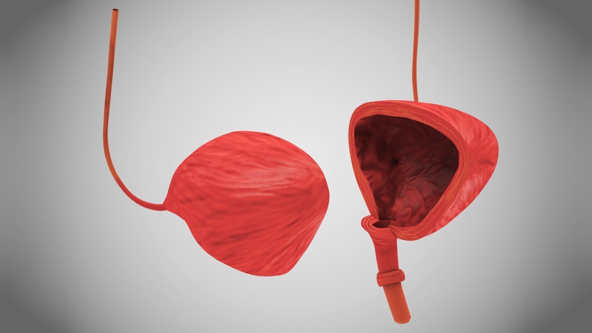 Bladder with Cross-Section 3D model | CGTrader