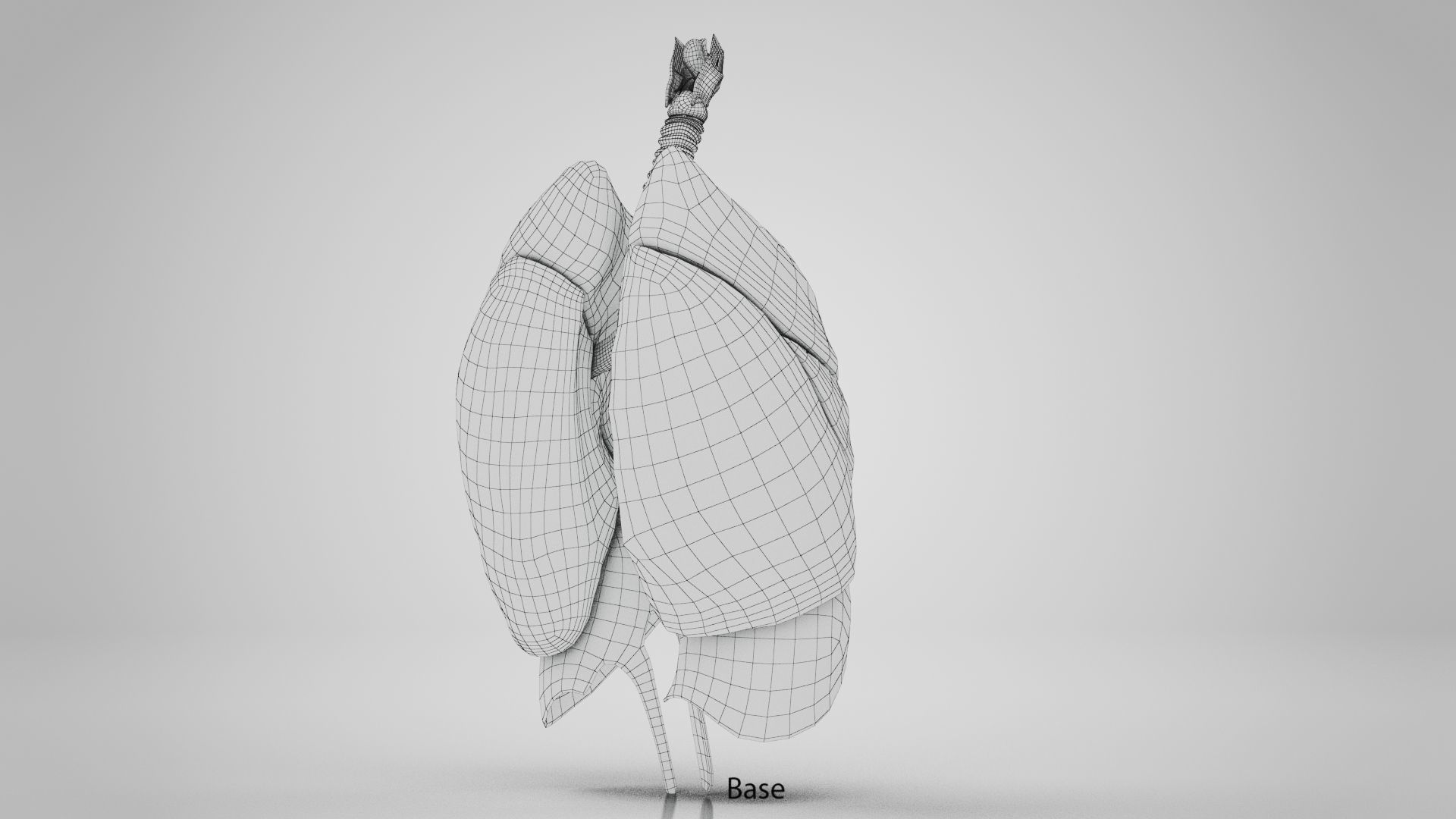 Human Lungs with Diaphragm Anatomy 3D model | CGTrader