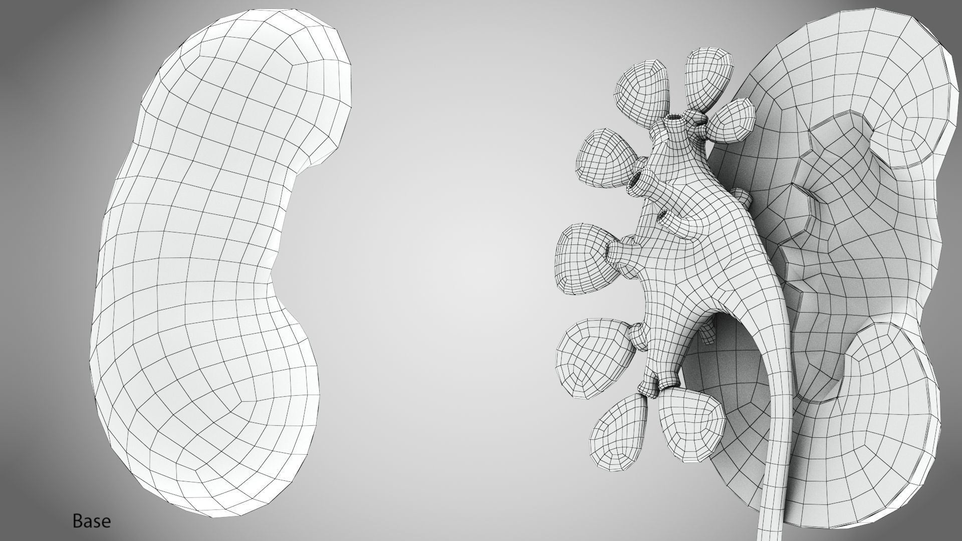 3D model Kidney Anatomy VR / AR / low-poly | CGTrader