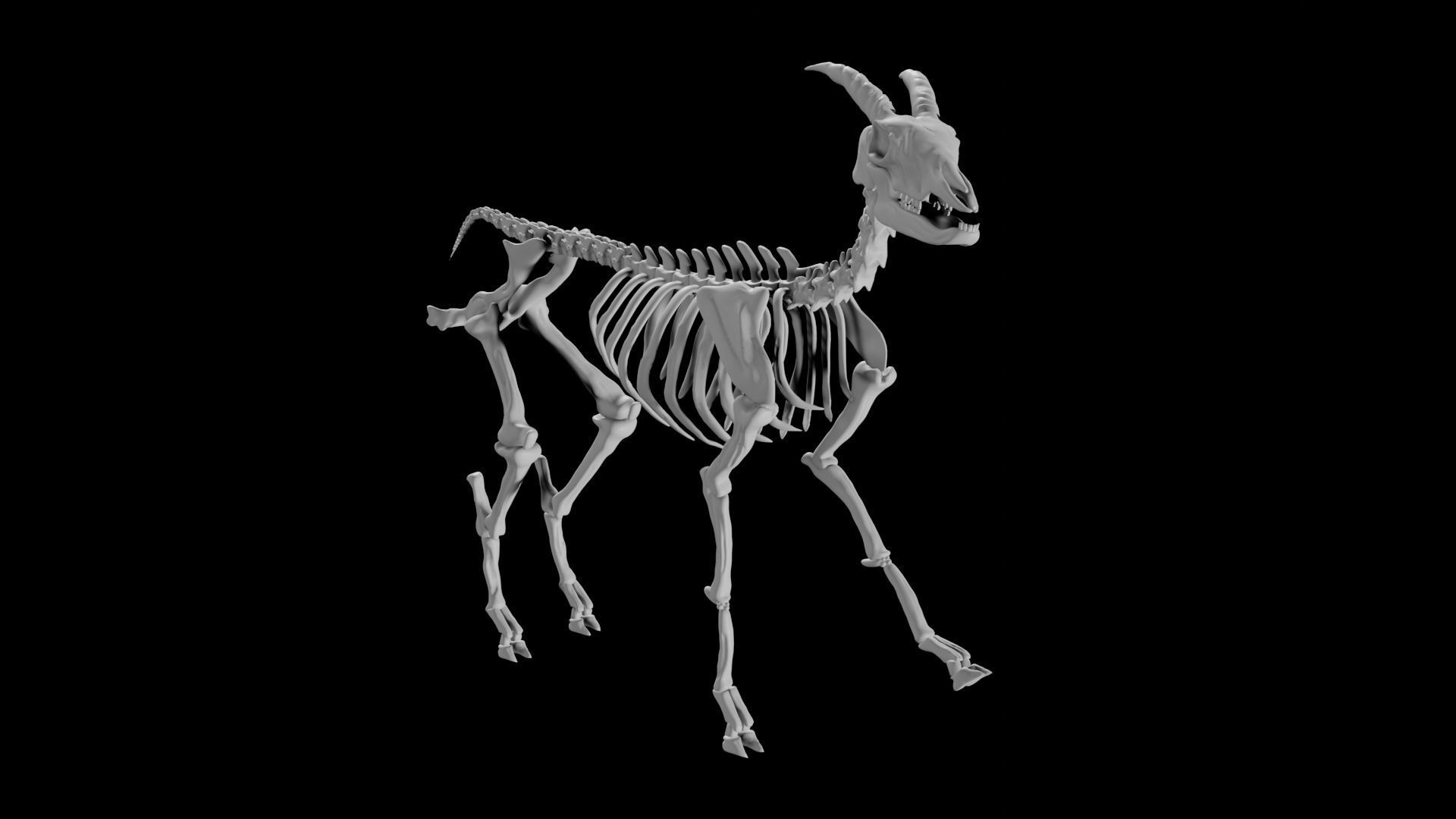 3D model Goat Skeleton VR / AR / low-poly | CGTrader