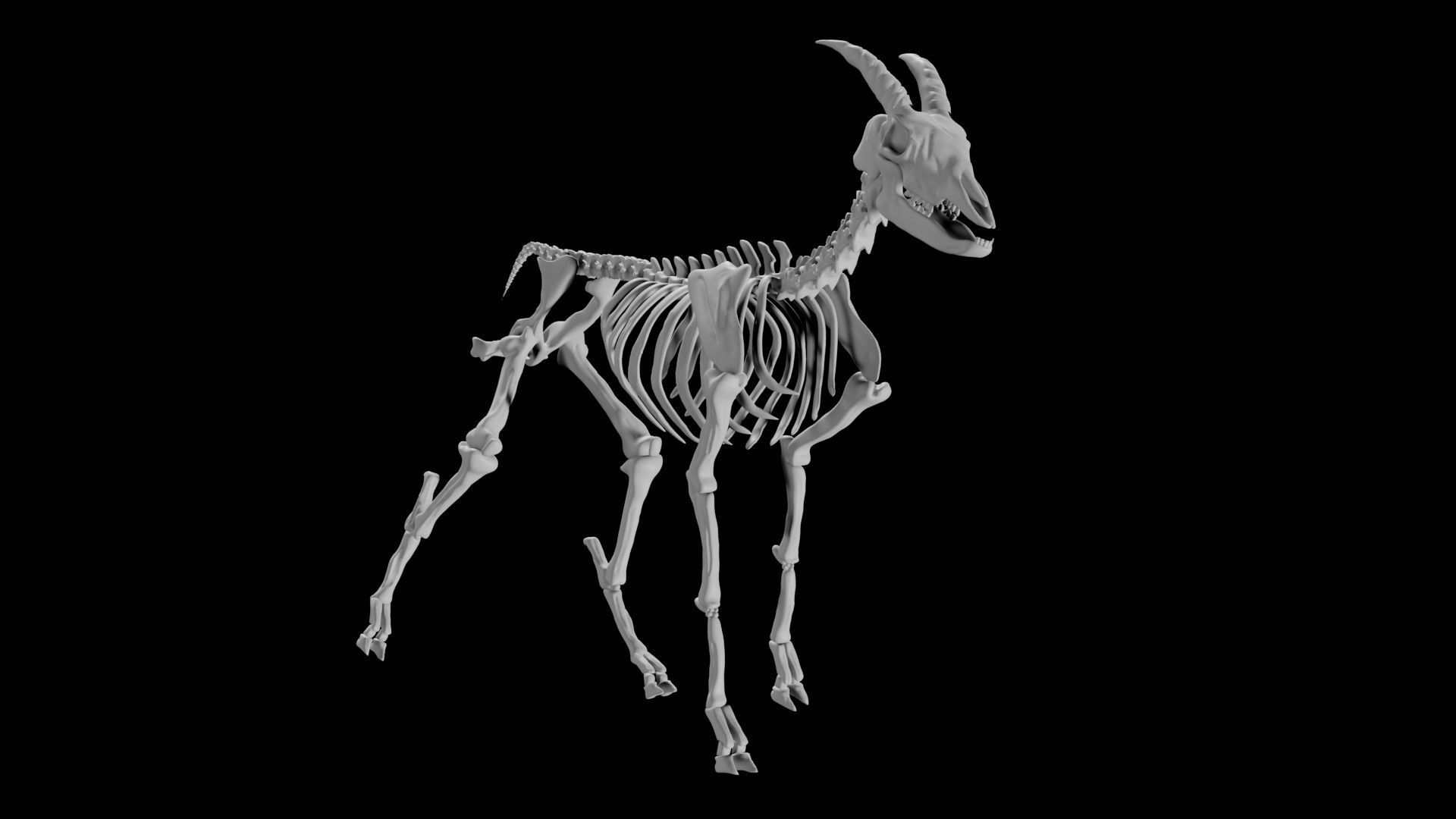 3D model Goat Skeleton VR / AR / low-poly | CGTrader