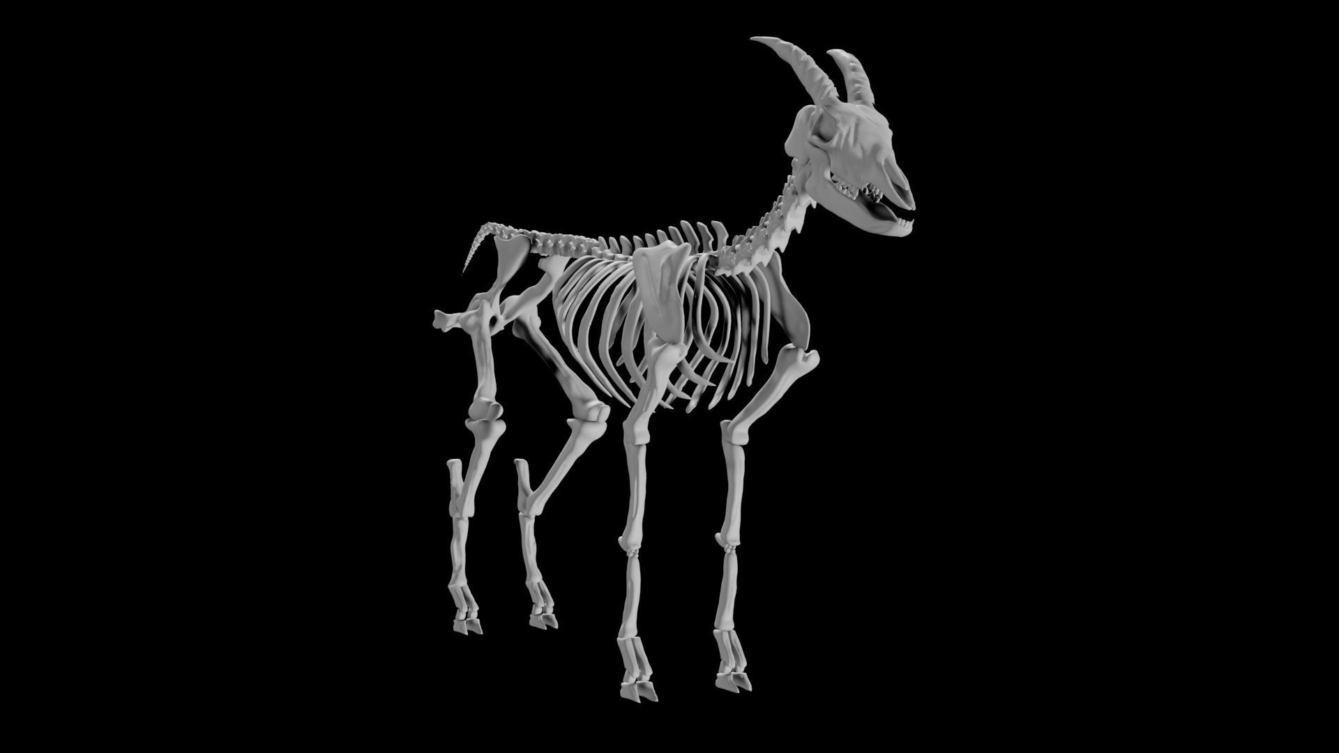 3D model Goat Skeleton VR / AR / low-poly | CGTrader