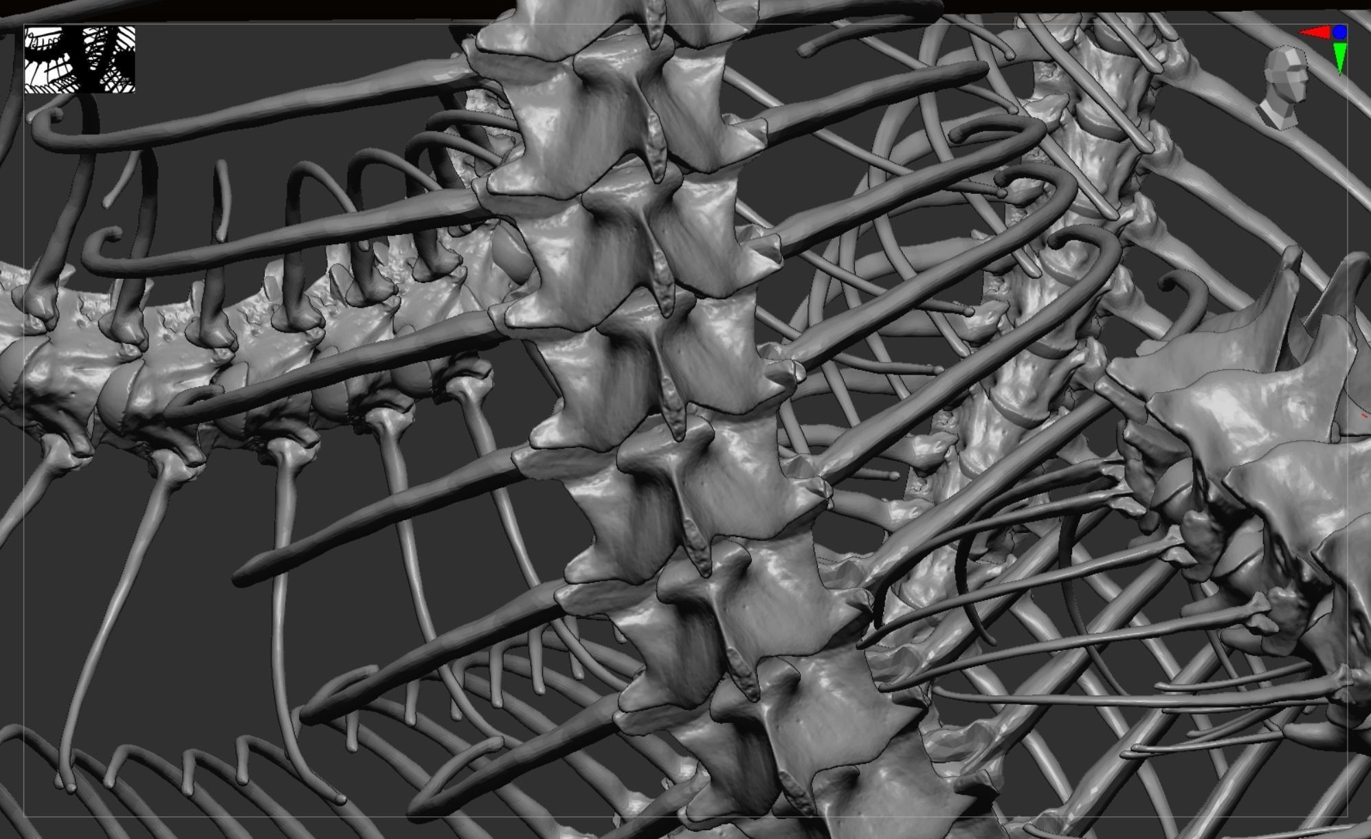 Python Skeleton Snake Lamp Decoration Scanned Printable replicas 3D ...