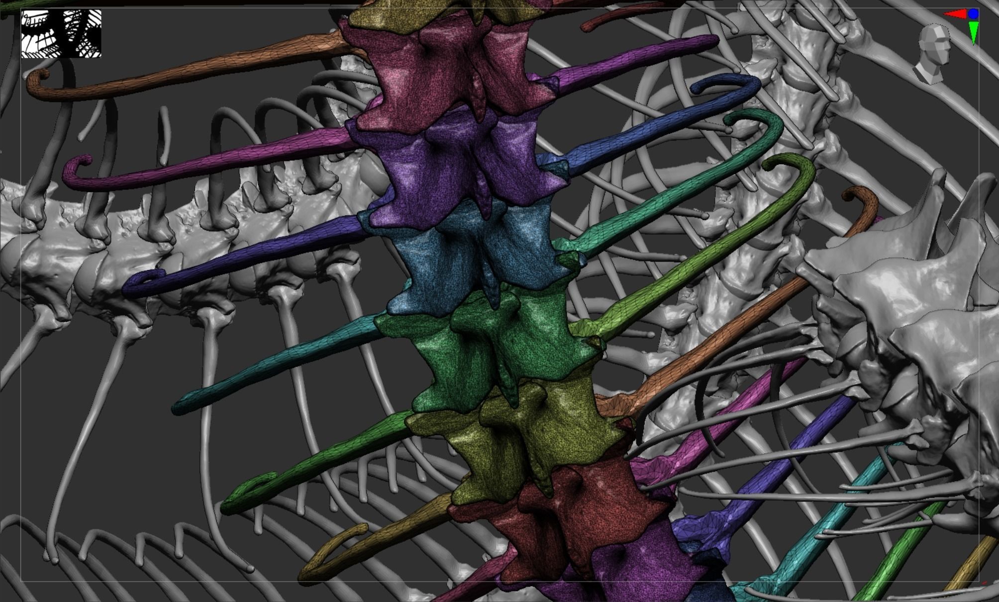 Python Skeleton Snake Lamp Decoration Scanned Printable replicas 3D ...