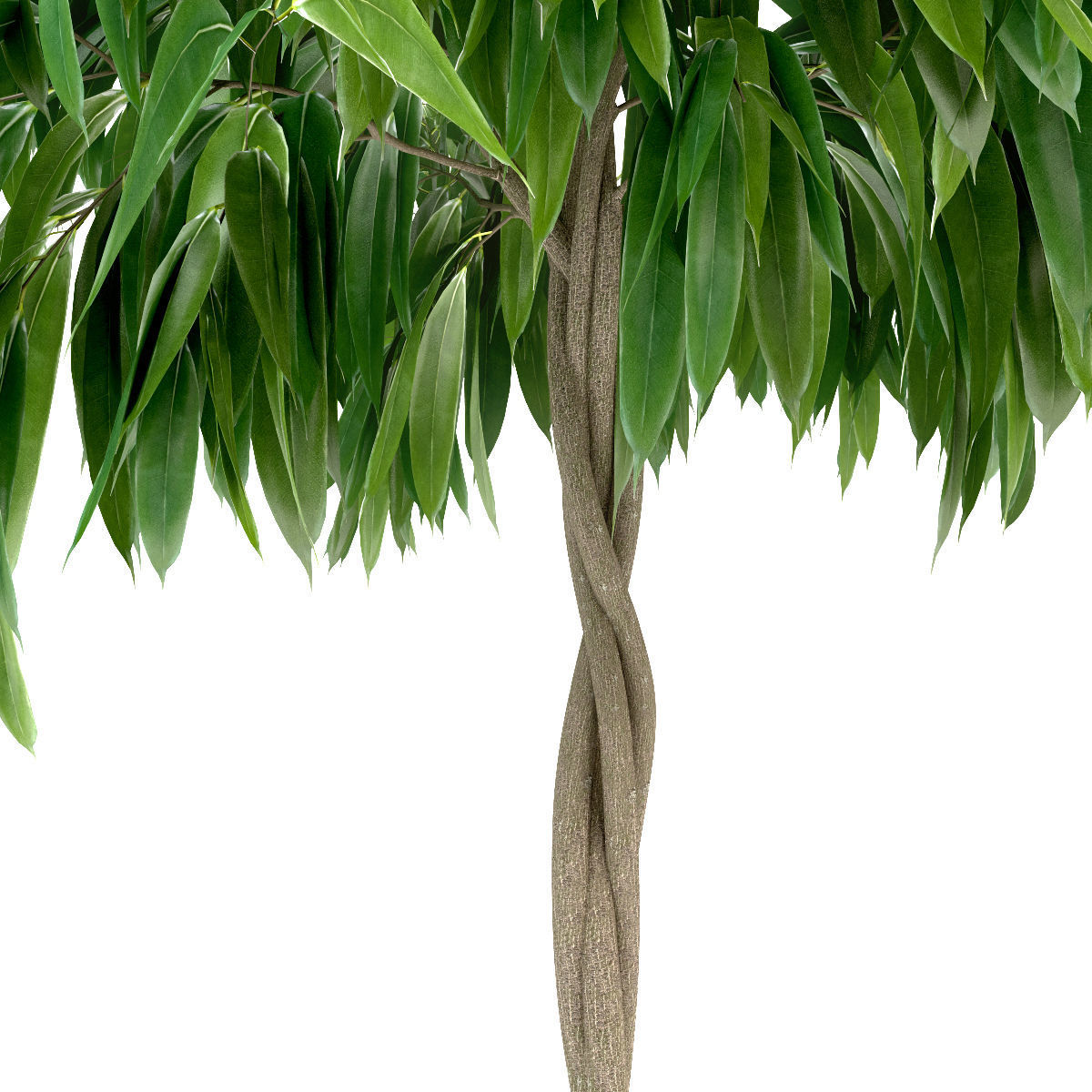 Ficus Ali plant 3D model | CGTrader