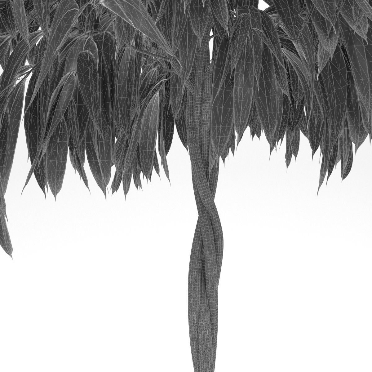 Ficus Ali plant 3D model | CGTrader