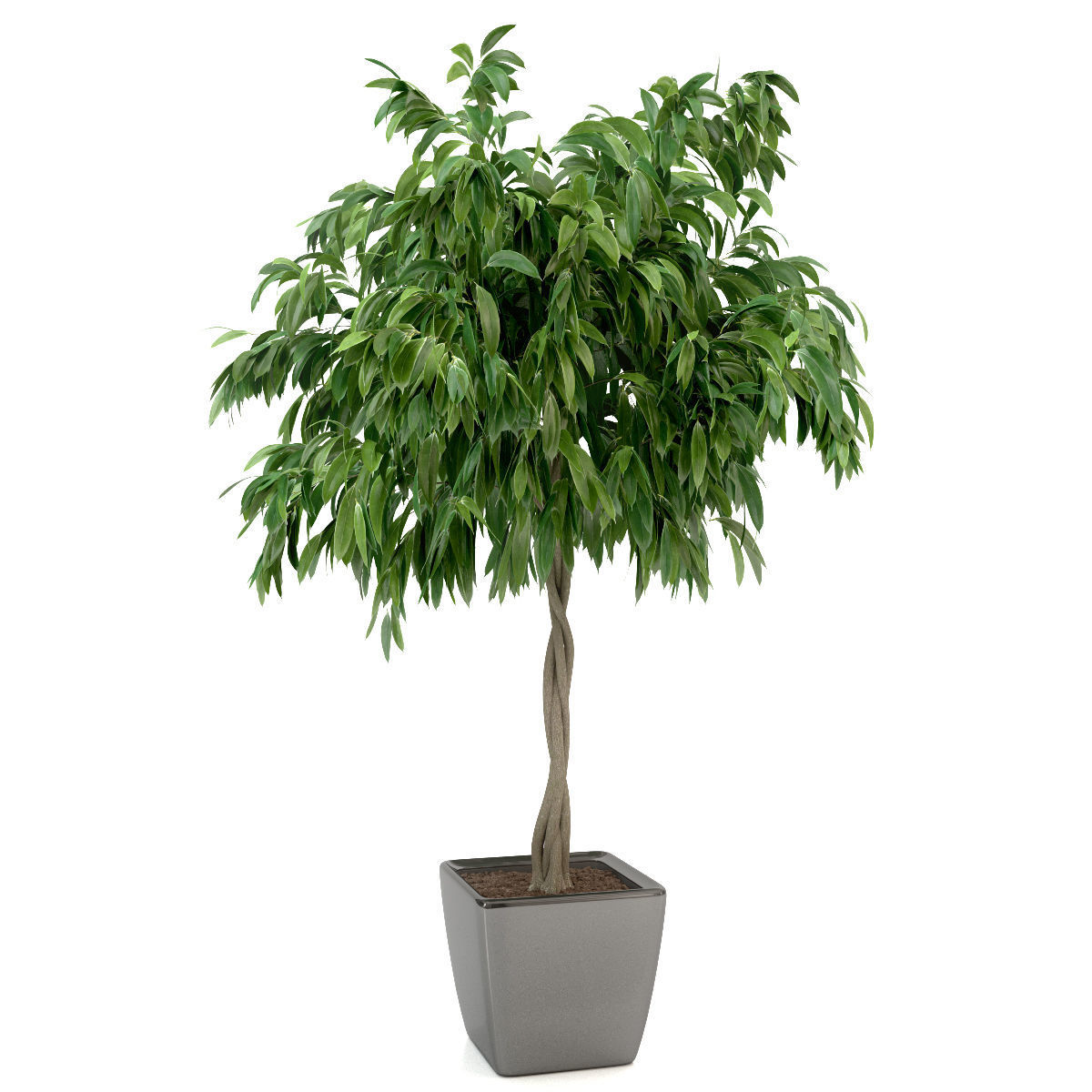 Ficus Ali plant 3D model | CGTrader