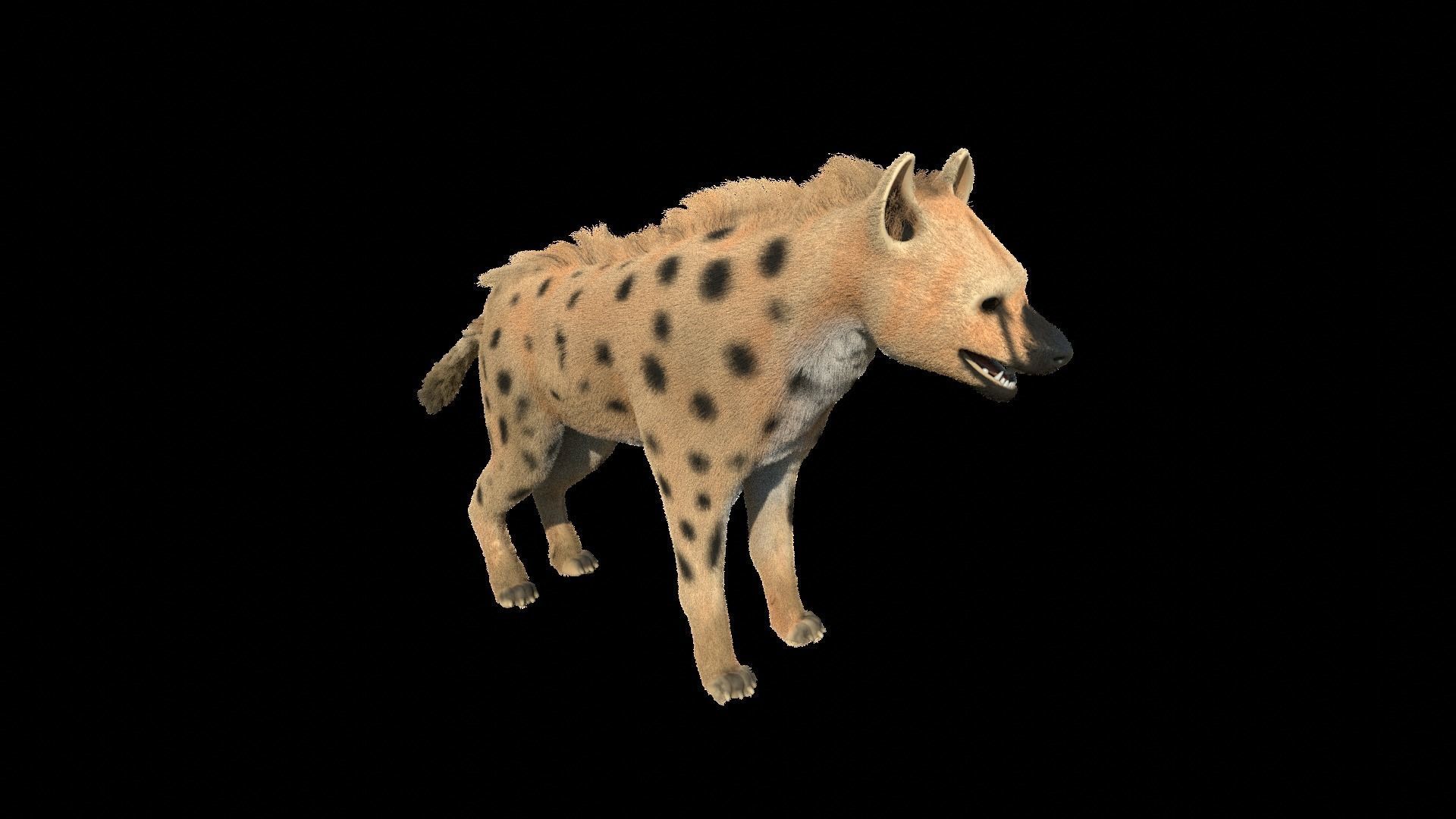 Realistic hyena model with fur 3D model animated rigged | CGTrader