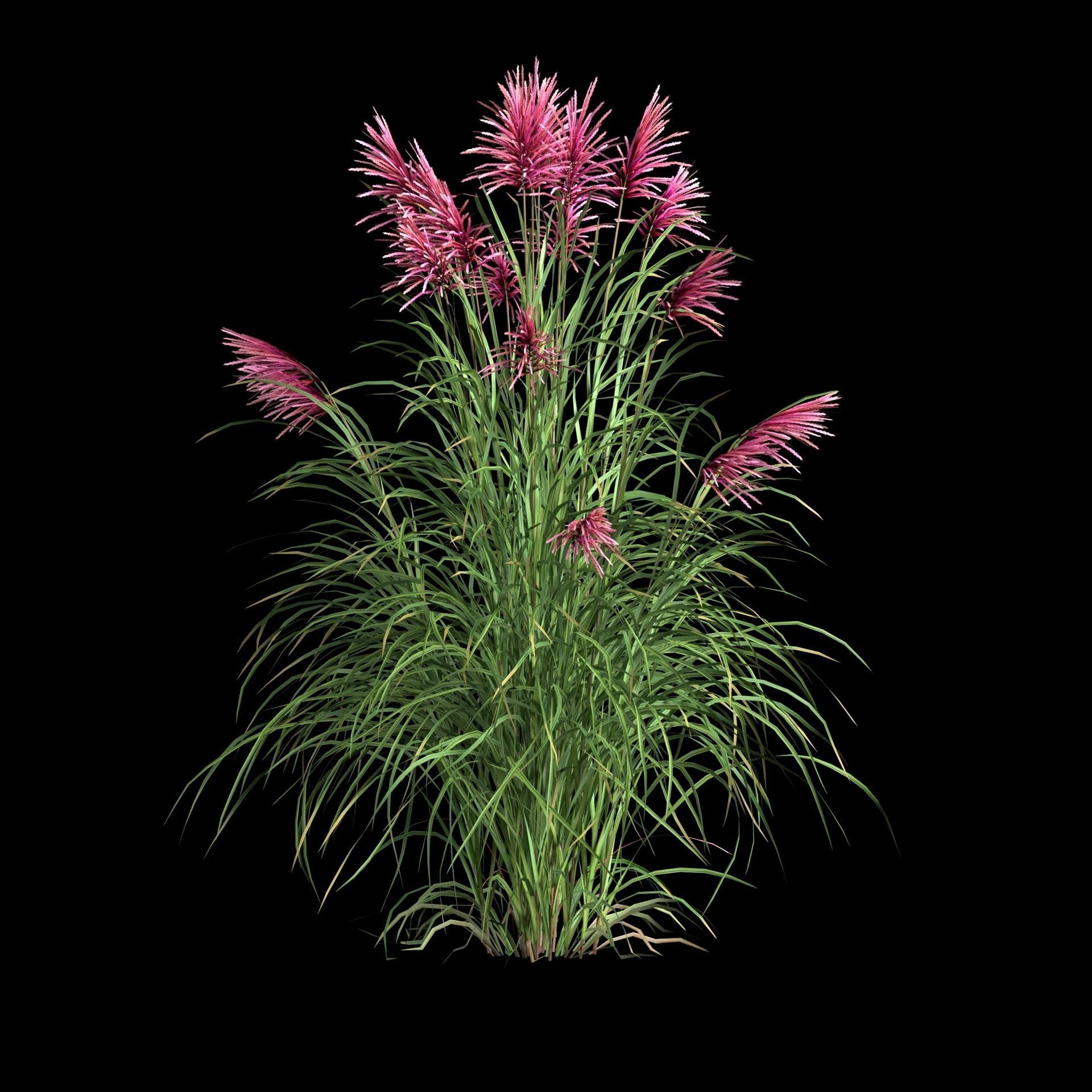 Miscanthus sinensis Red Chief - Chinese silver grass 3D model | CGTrader