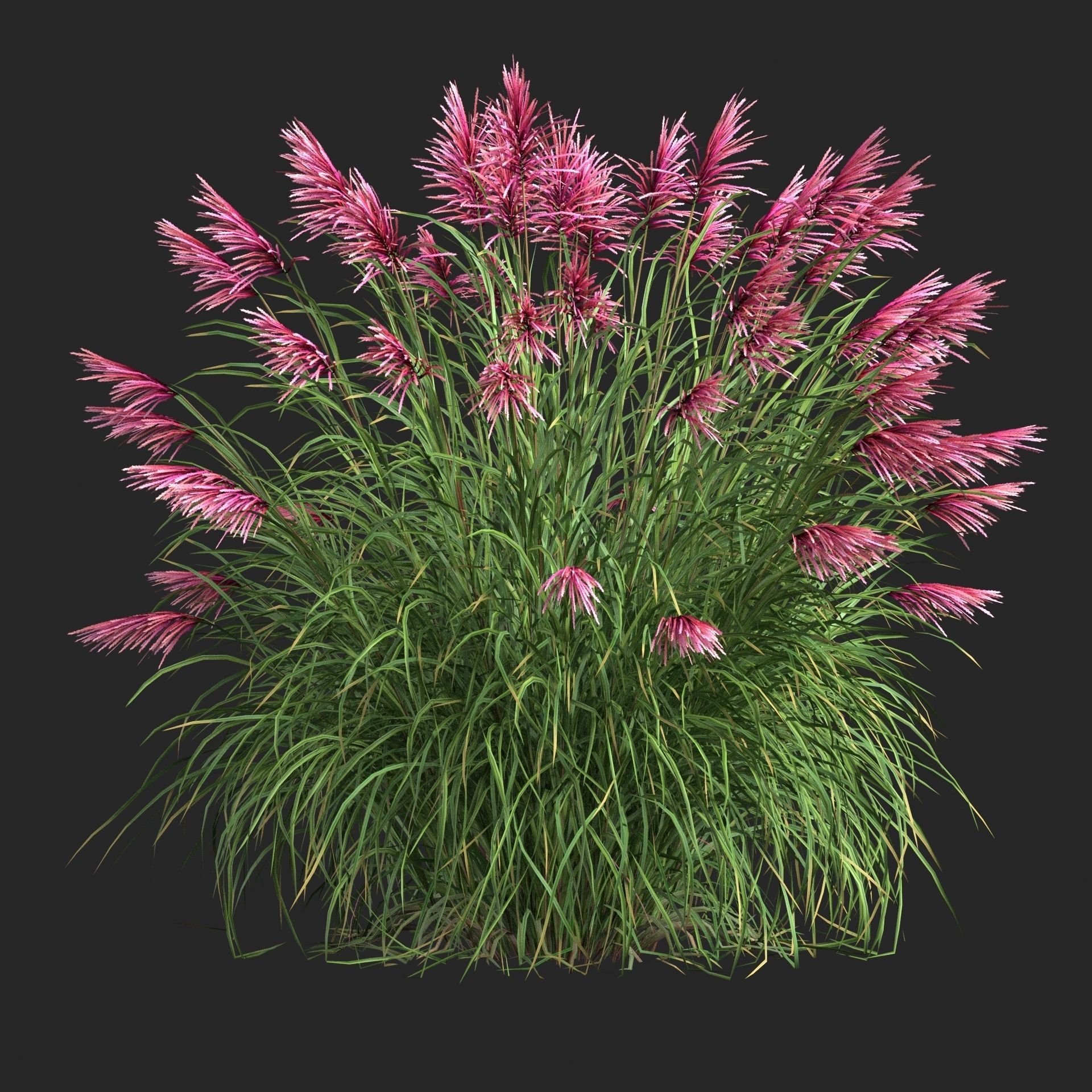 Miscanthus sinensis Red Chief - Chinese silver grass 3D model | CGTrader