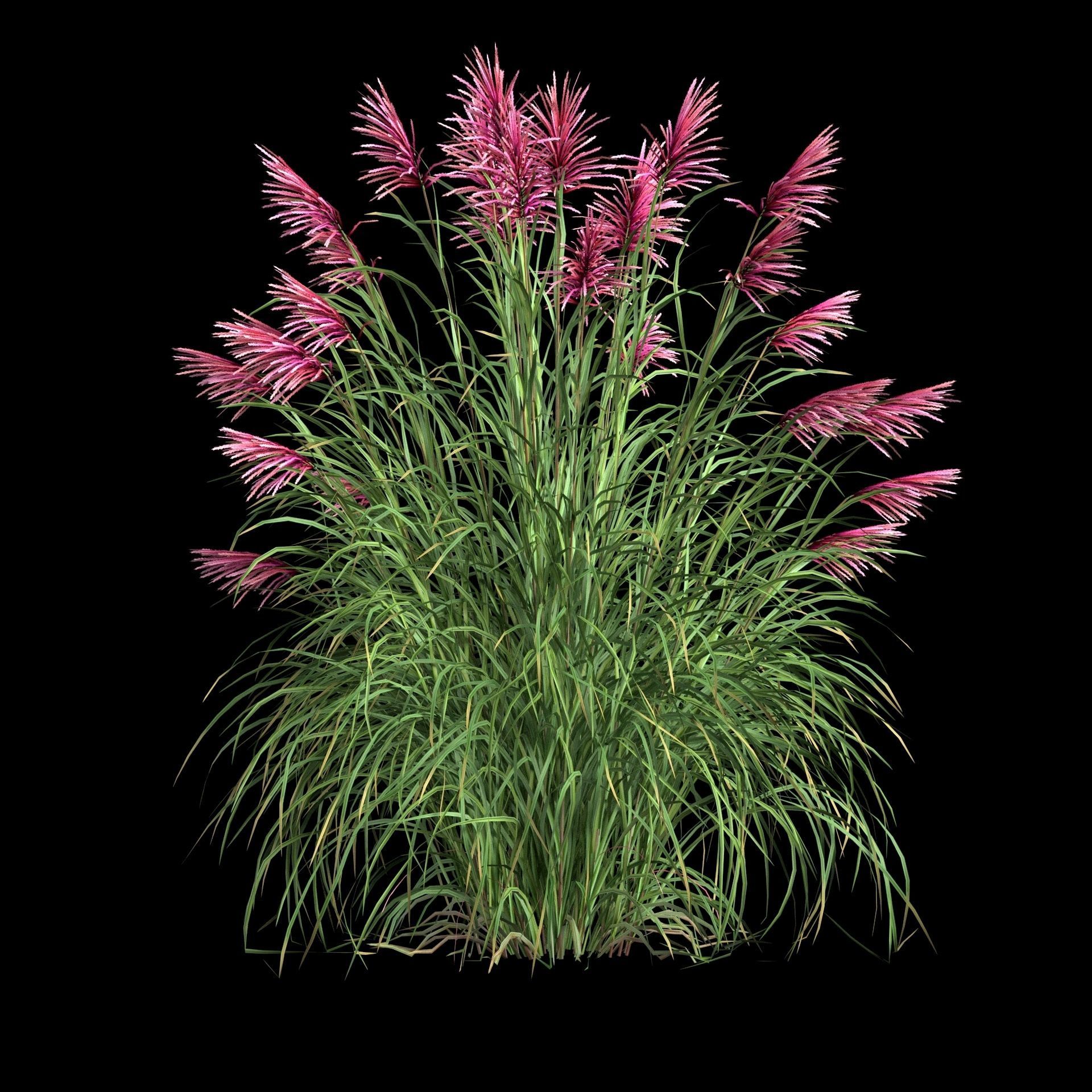 Miscanthus sinensis Red Chief - Chinese silver grass 3D model | CGTrader