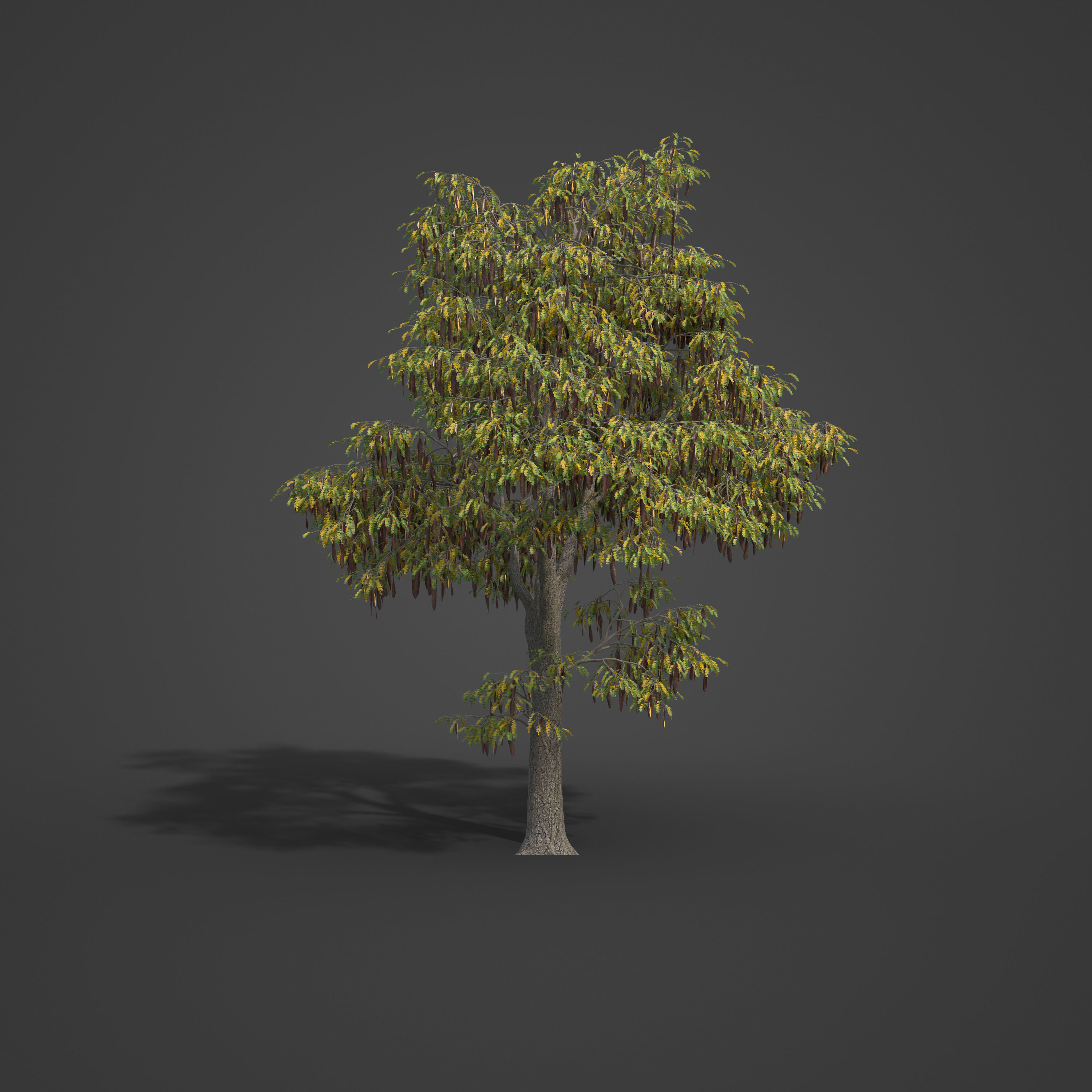 2021 PBR Honey Locust Collection - Gleditsia Triacanthos 3D model ...