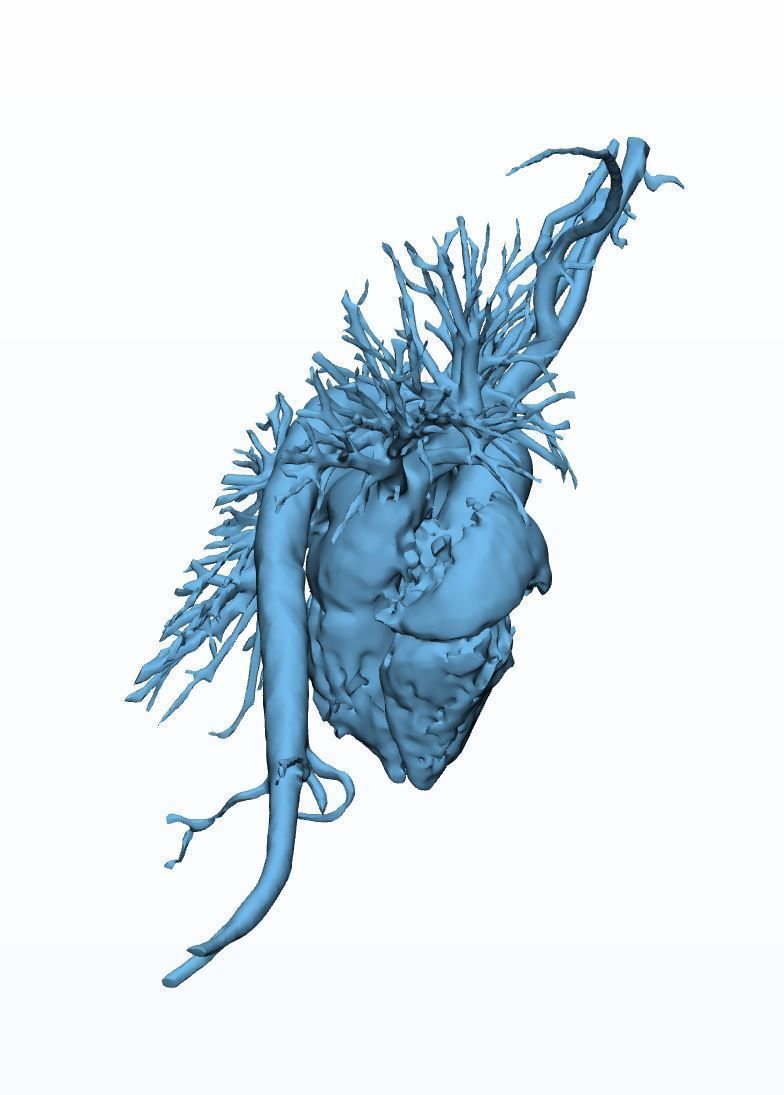 Human Aorta with Heart Chambers 3D model 3D printable | CGTrader