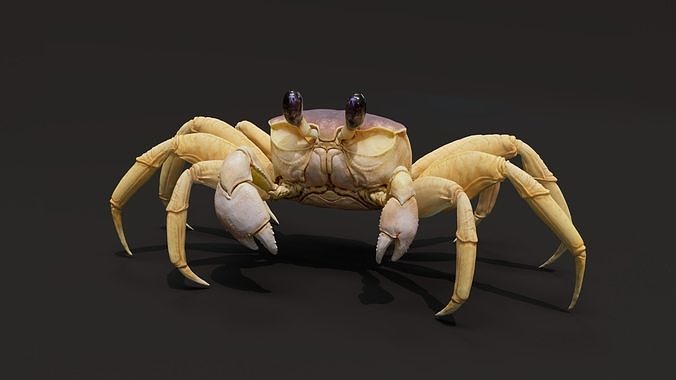 Crab Ghost crab Sand crab 3D model | CGTrader