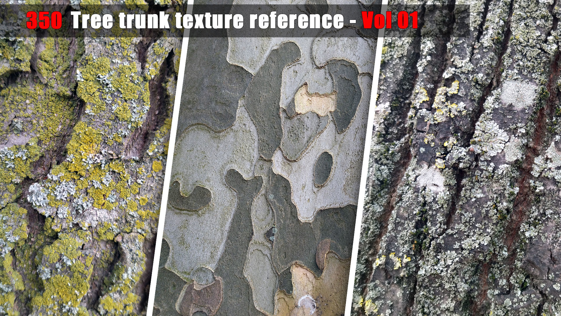Tree trunk texture reference - Vol 01 3D model | CGTrader