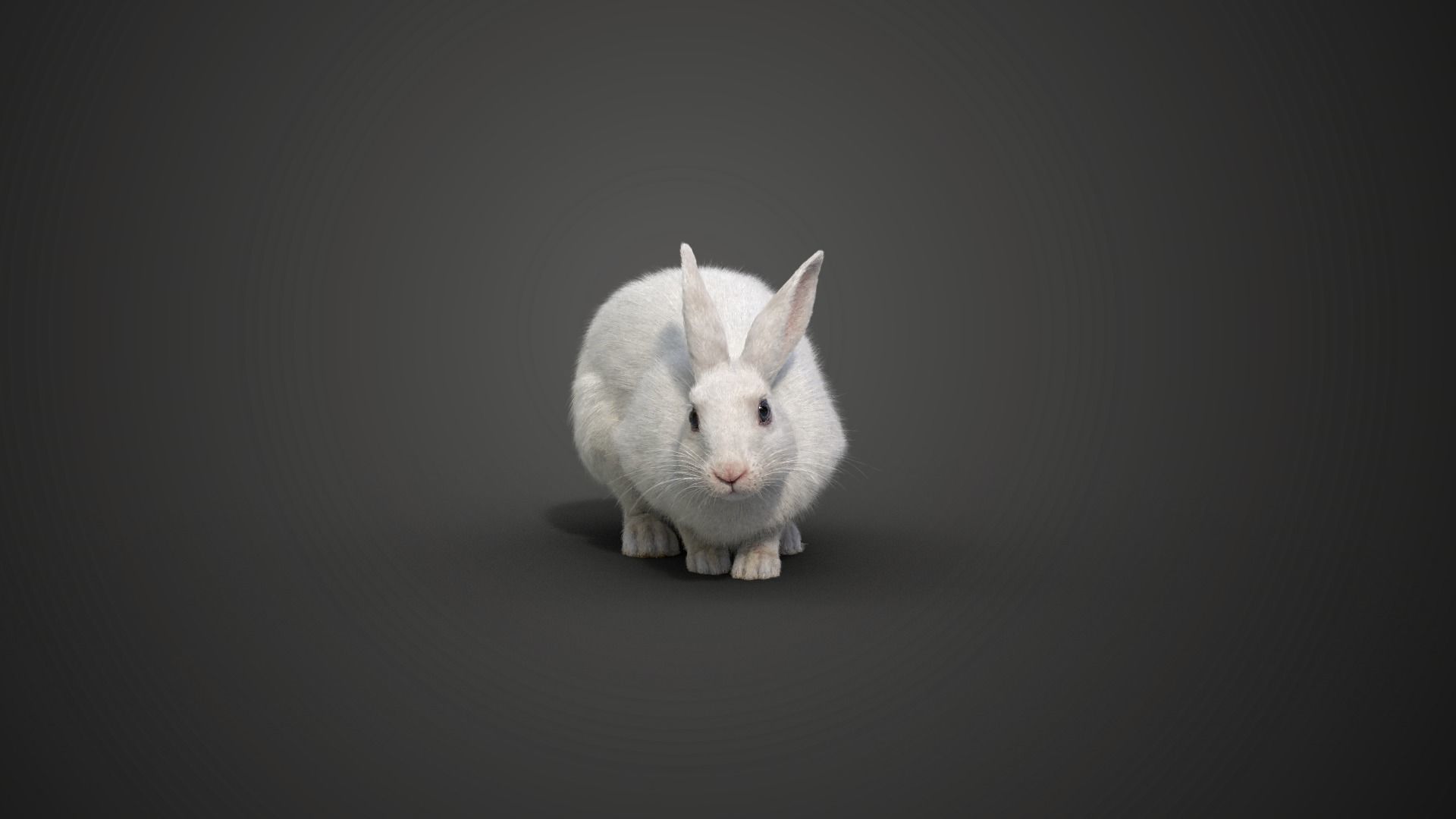 White rabbit Animated VFX Grace 3D model animated rigged | CGTrader