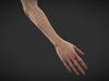 Fit Female Anatomy - Arm and Hand base mesh 3D model | CGTrader