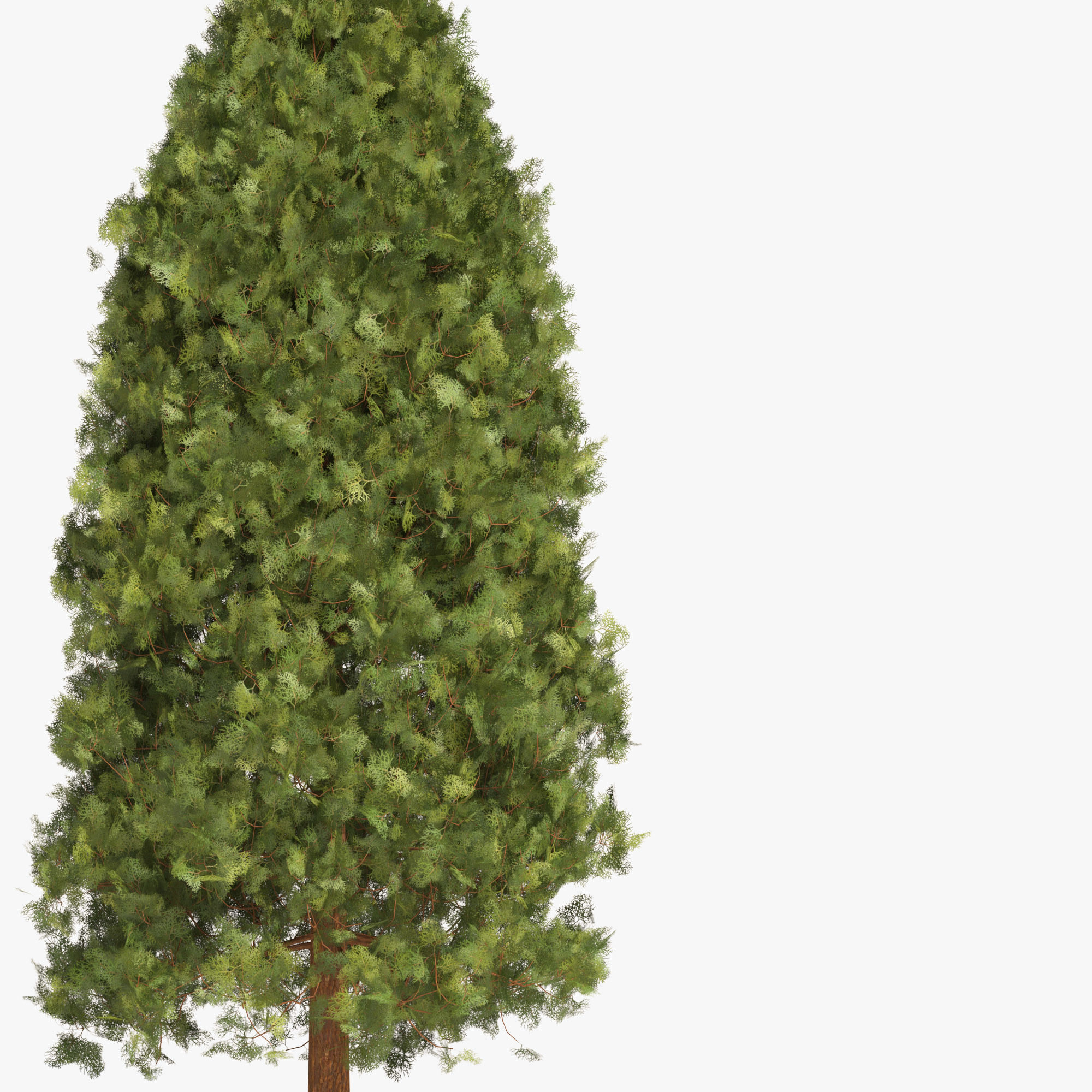 Garden thuja free 3D model | CGTrader