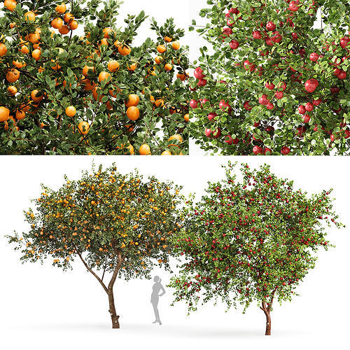 fruit trees orange and apple 3D model | CGTrader