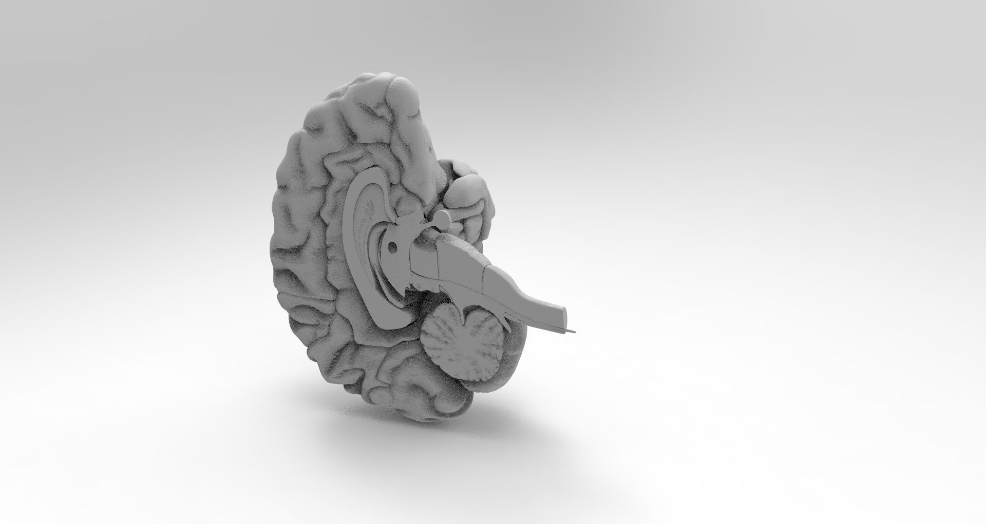 Human brain 3D model 3D printable | CGTrader