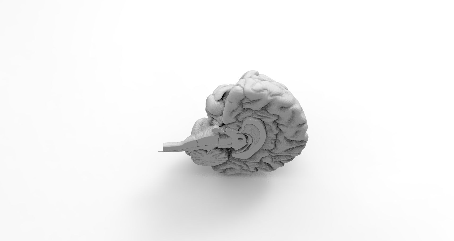 Human brain 3D model 3D printable | CGTrader