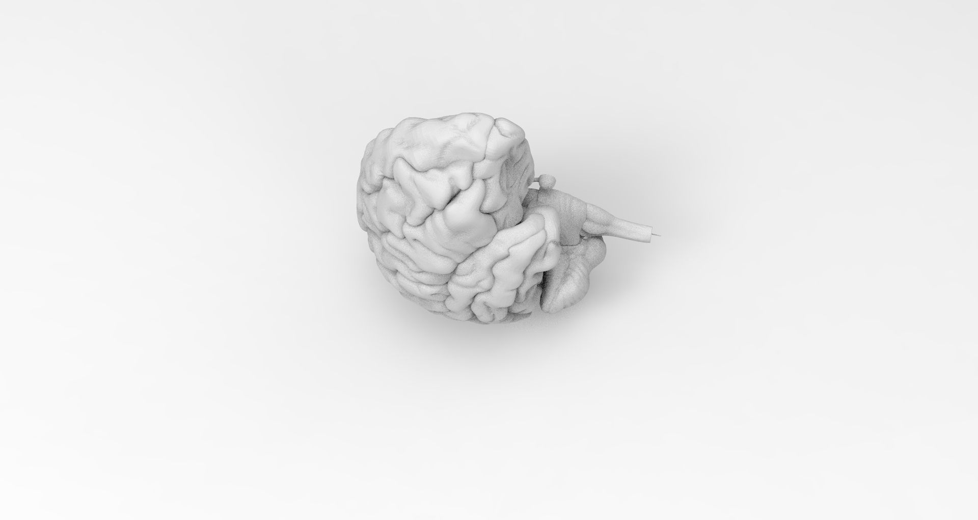 Human brain 3D model 3D printable | CGTrader