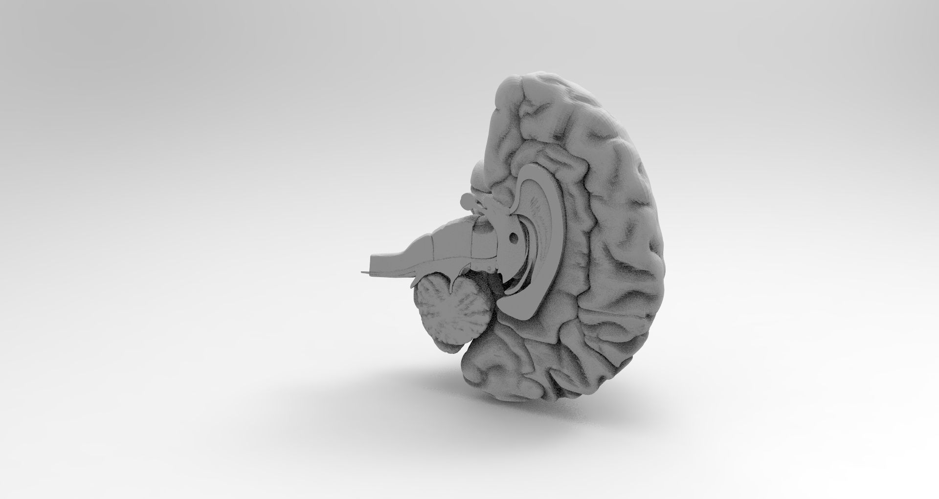 Human brain 3D model 3D printable | CGTrader