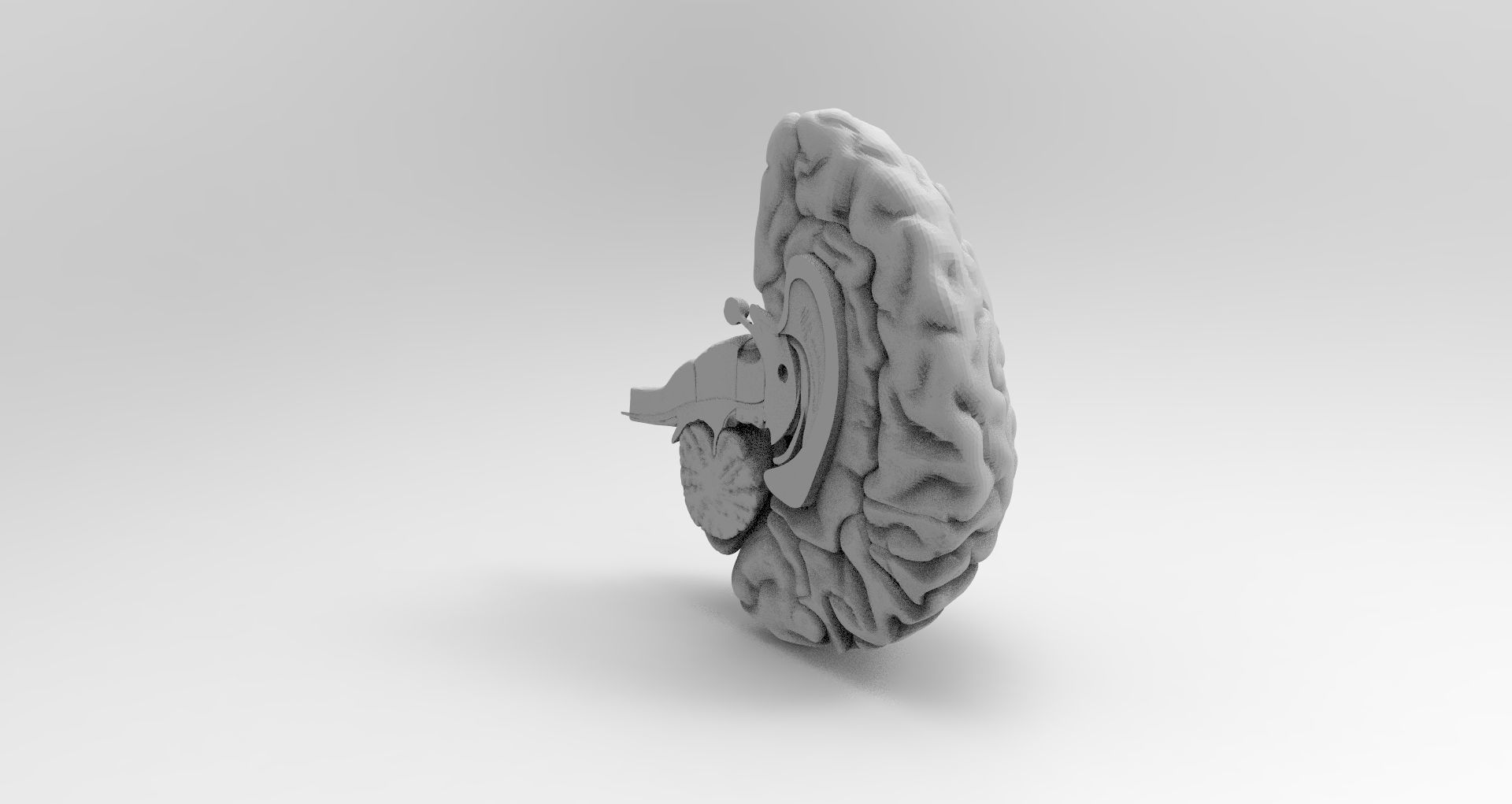 Human brain 3D model 3D printable | CGTrader