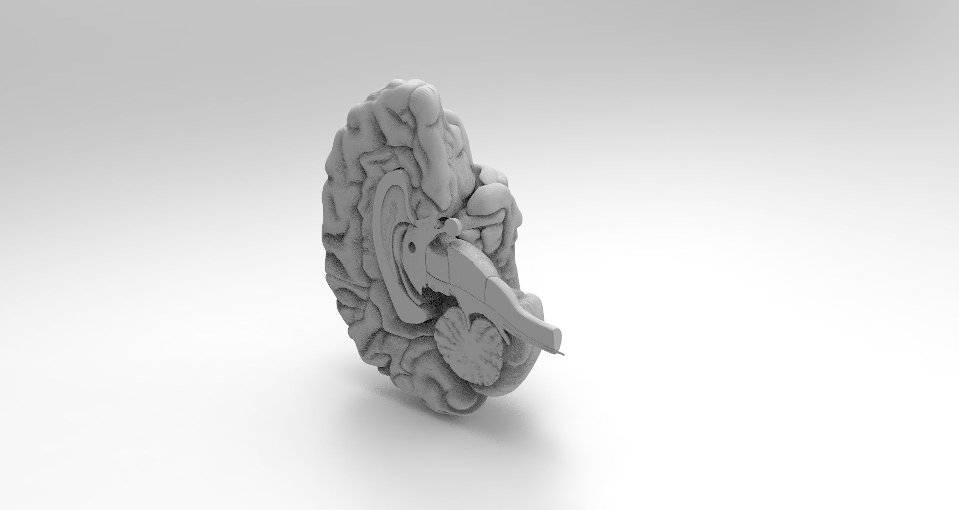 Human brain 3D model 3D printable | CGTrader