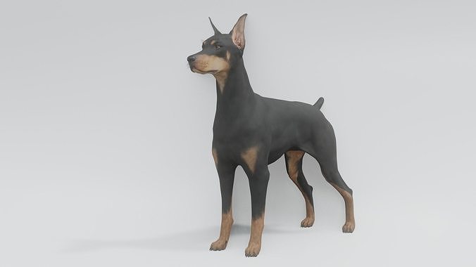Doberman animated 3D model 3D model animated rigged | CGTrader