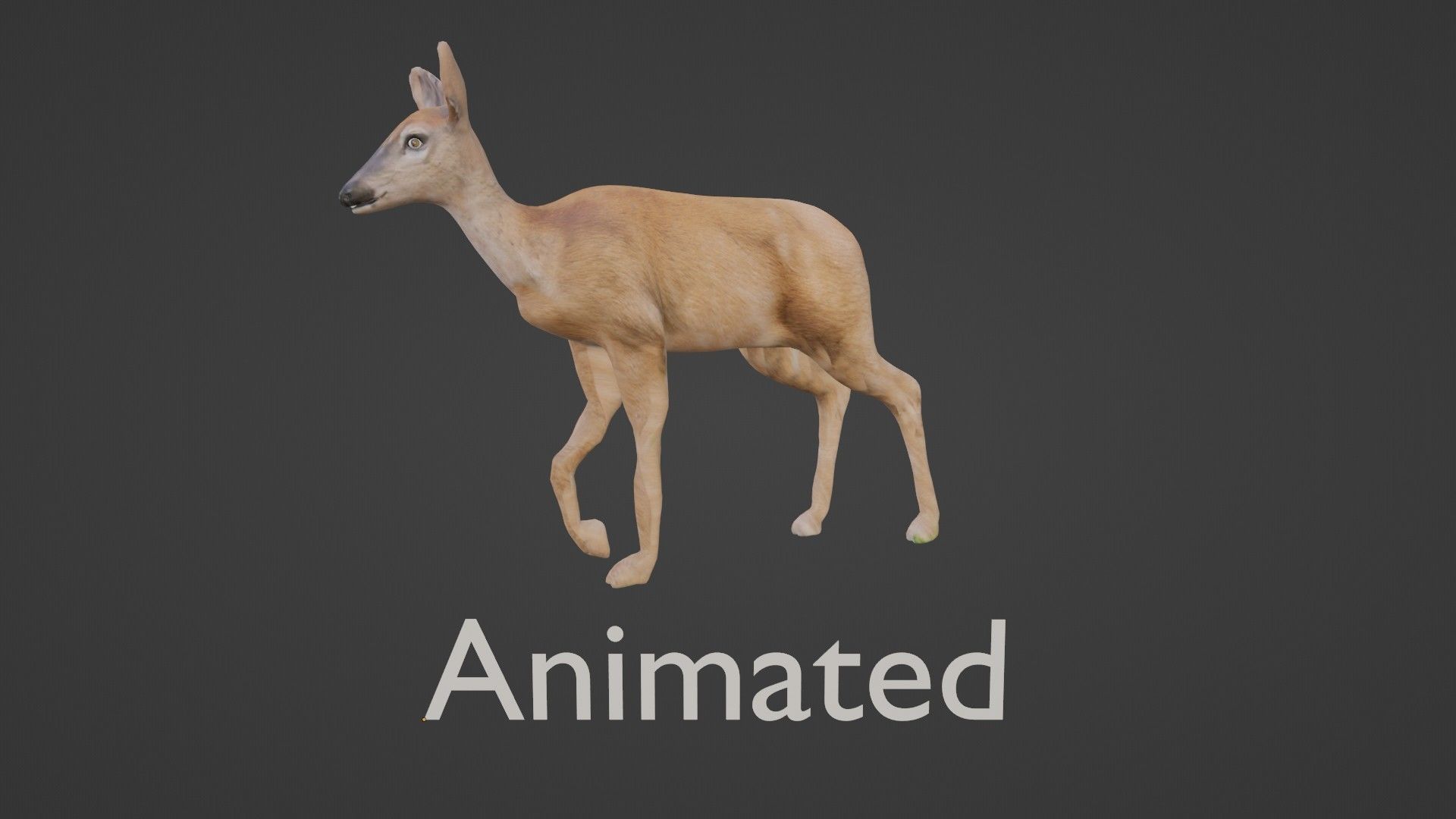 3D model white doe animated VR / AR / low-poly | CGTrader