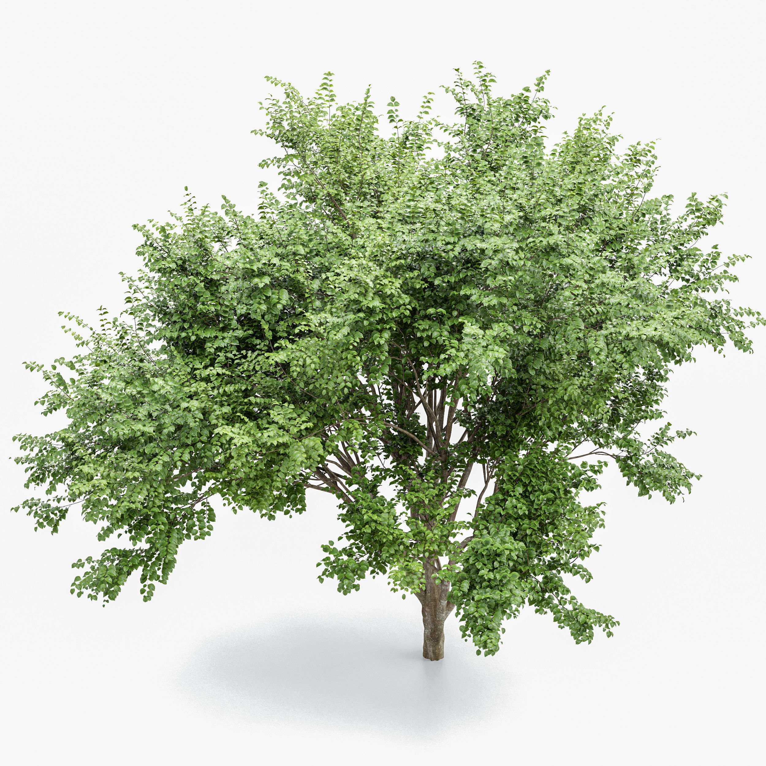 Weeping willow and European Beech Trees 3D model | CGTrader
