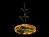 tulsi plant 3d model 3D model | CGTrader