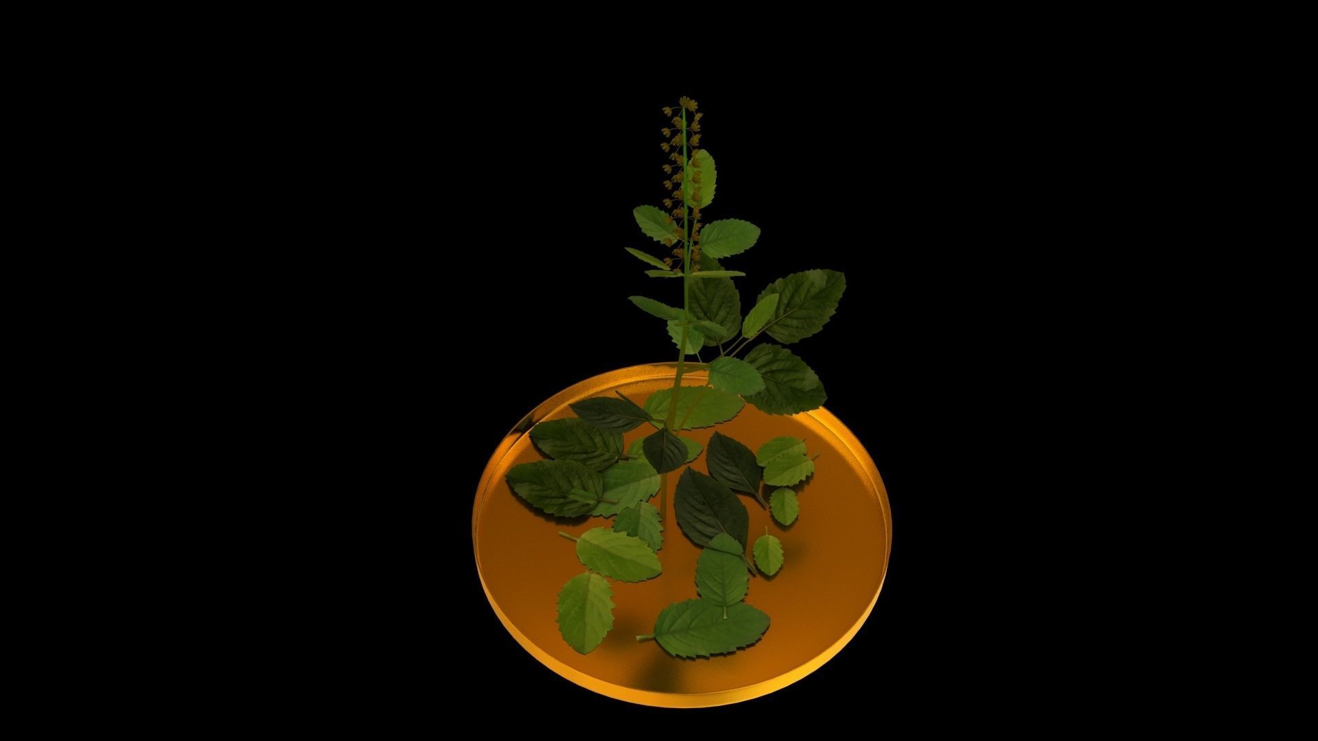 tulsi plant 3d model 3D model | CGTrader