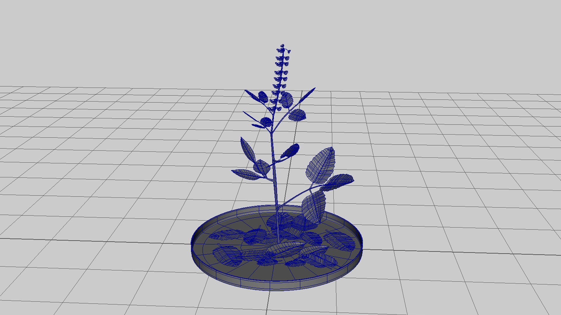 tulsi plant 3d model 3D model | CGTrader