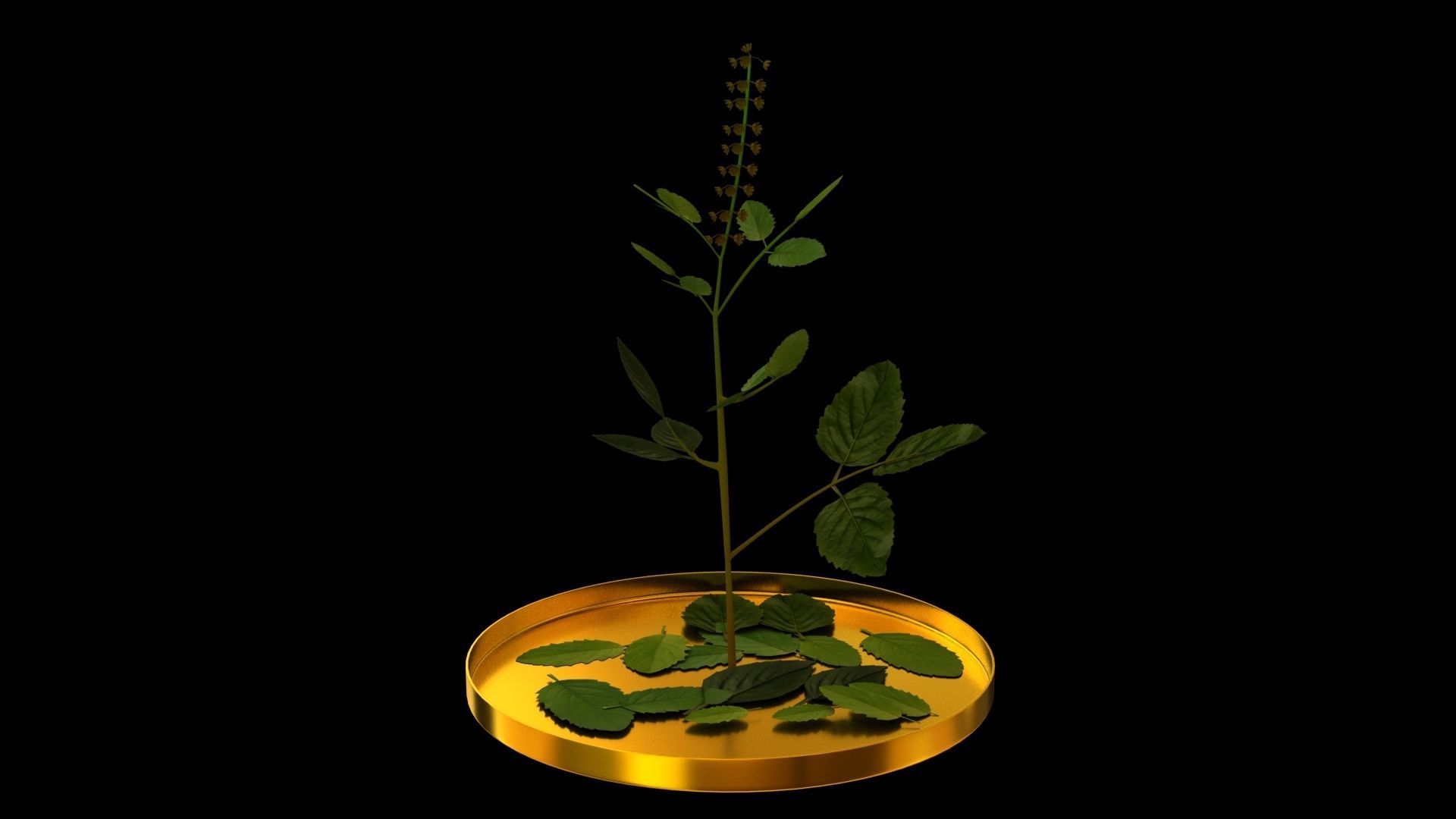 tulsi plant 3d model 3D model | CGTrader