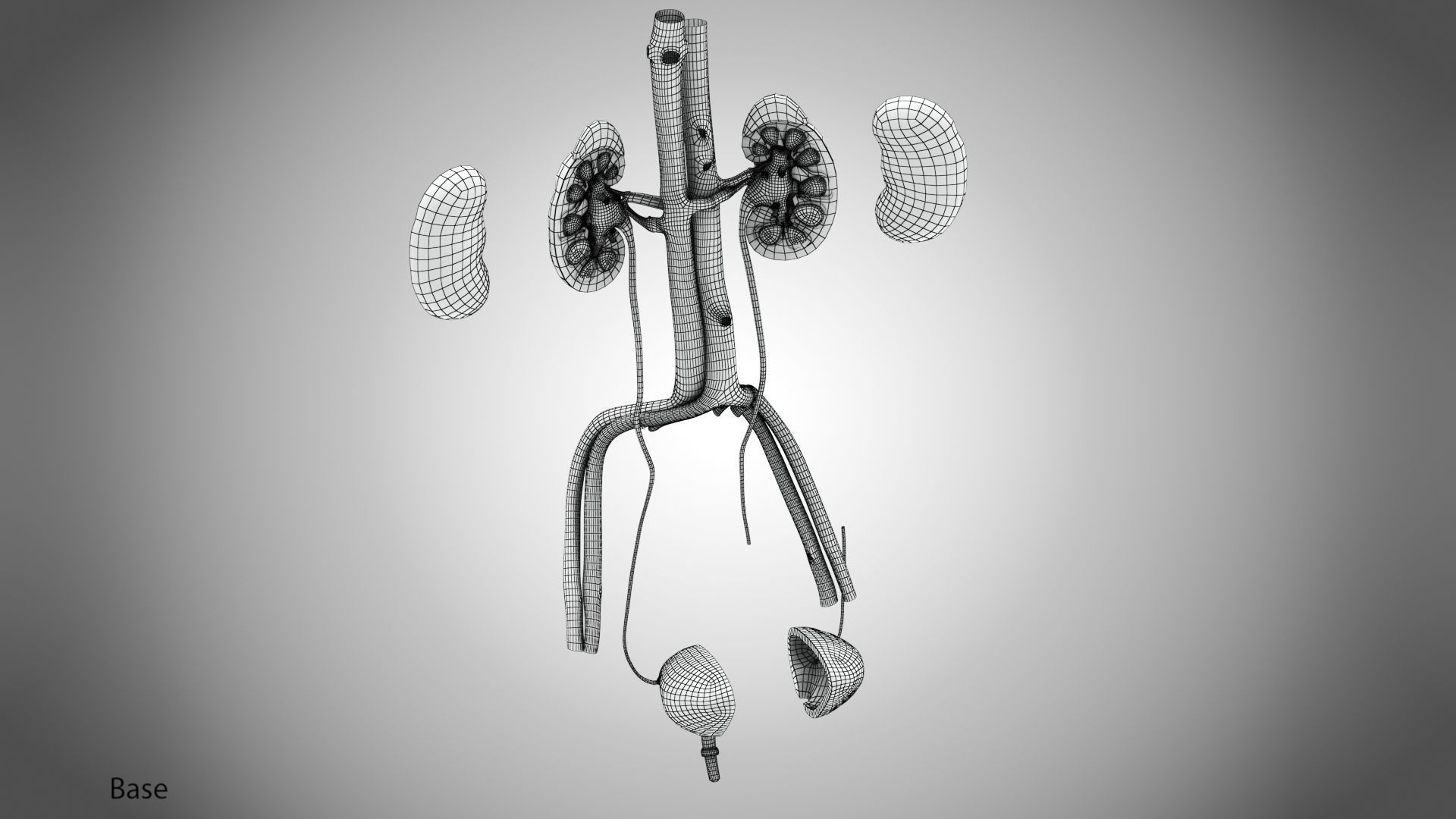Urinary system 3D model | CGTrader