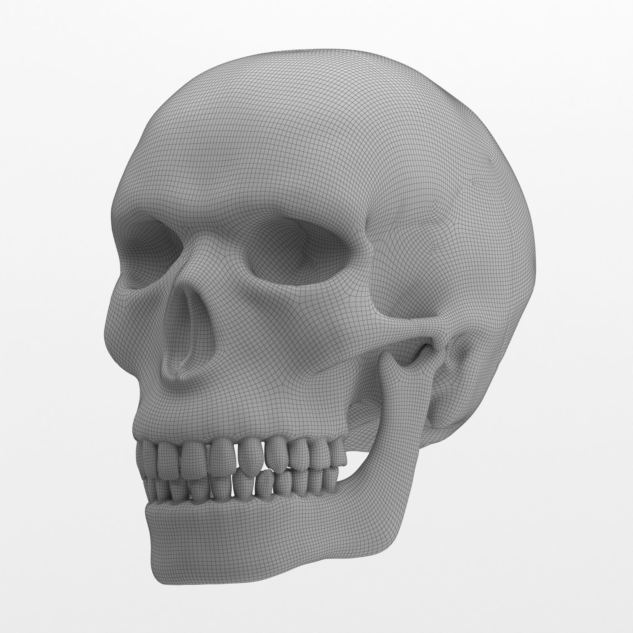 Human skull 3D model | CGTrader