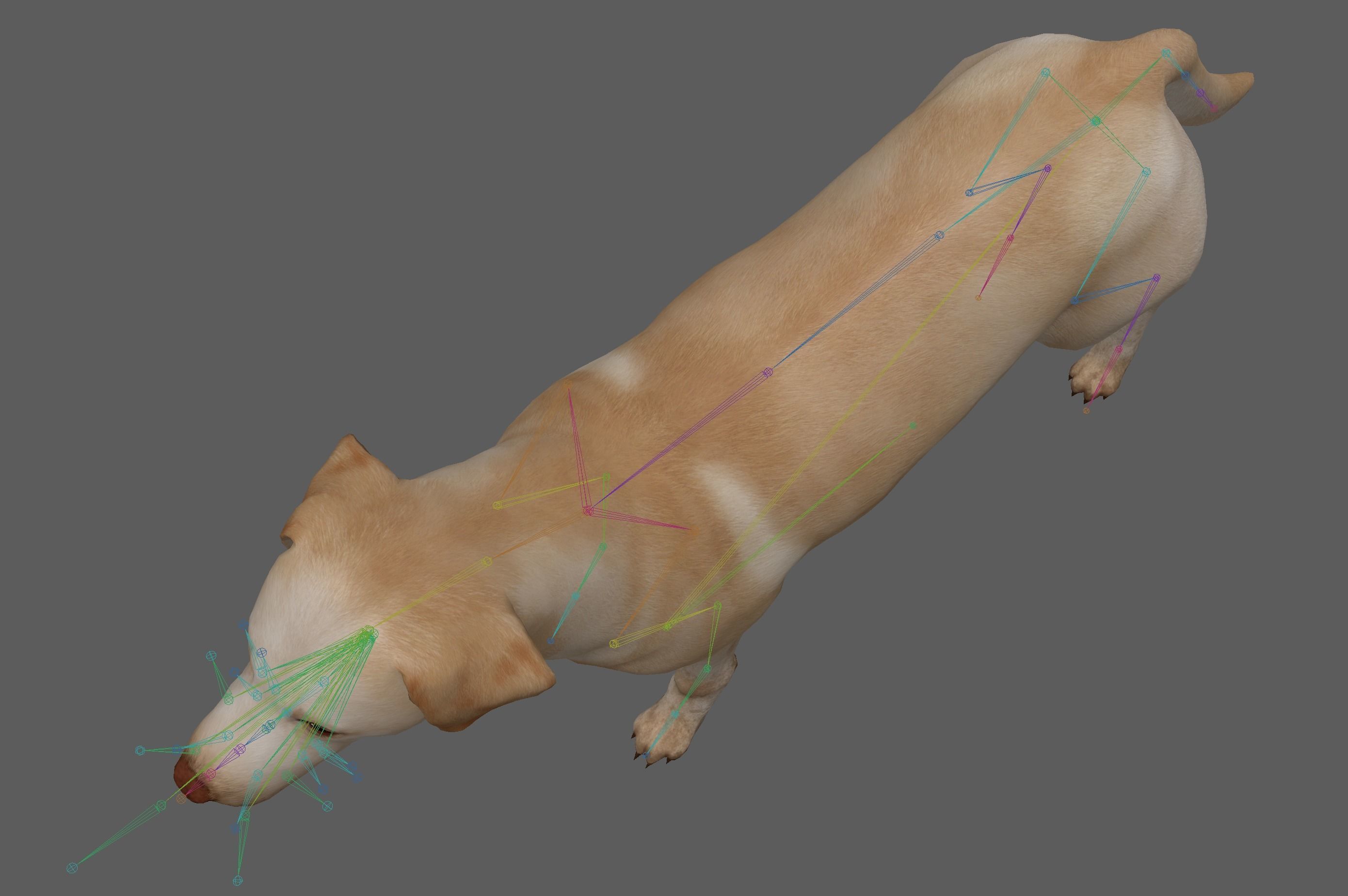 Dog - Labrador Retriever Rig 3D model rigged | CGTrader