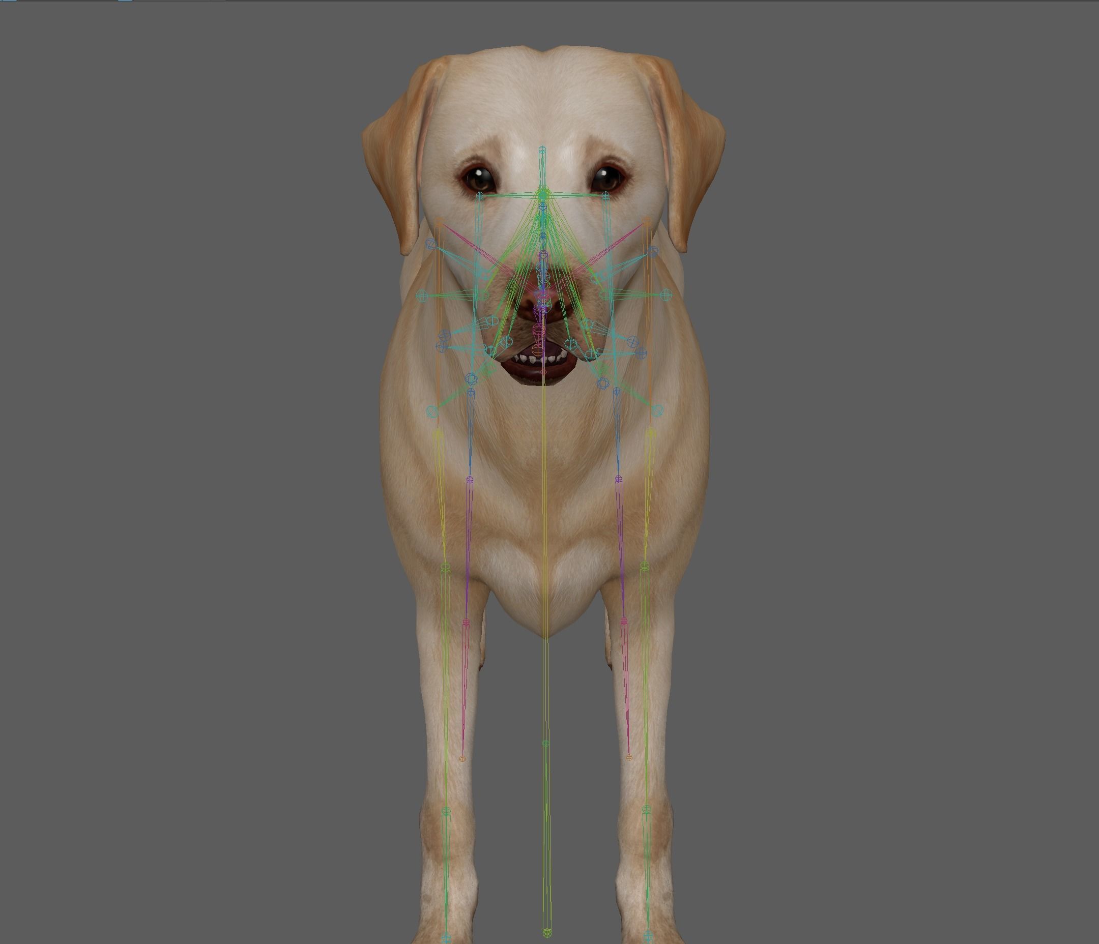 Dog - Labrador Retriever Rig 3D model rigged | CGTrader