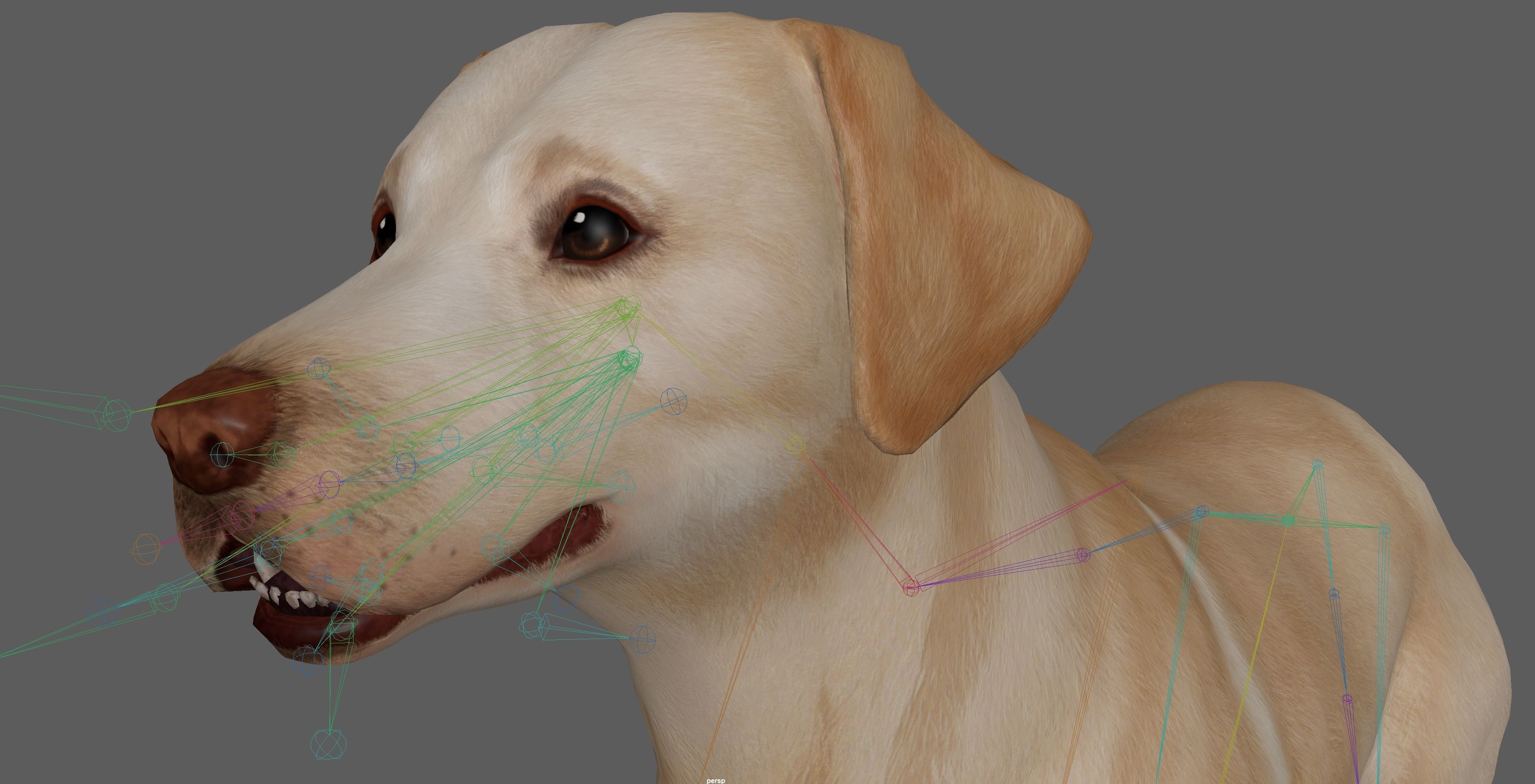Dog - Labrador Retriever Rig 3D model rigged | CGTrader