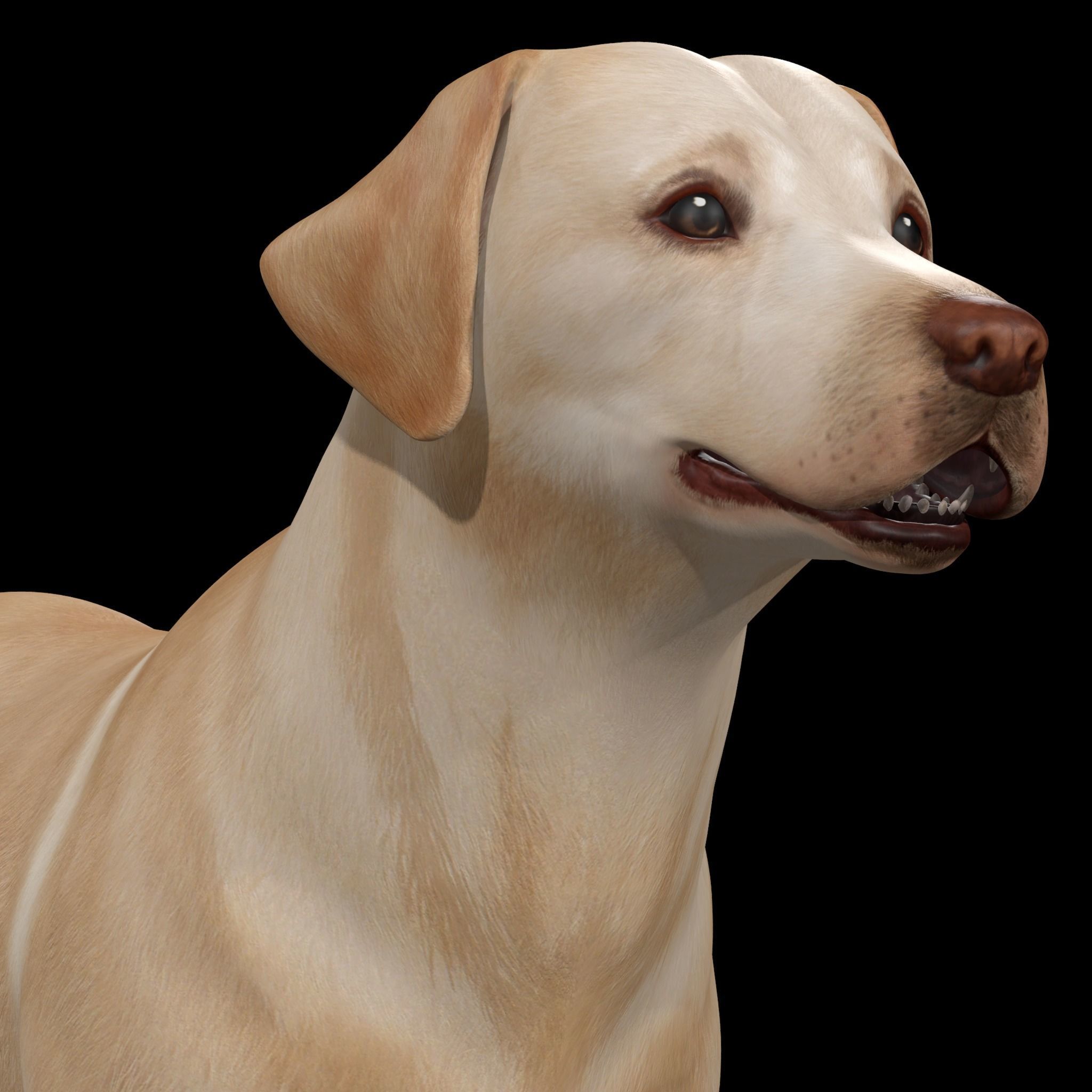 Dog - Labrador Retriever Rig 3D model rigged | CGTrader