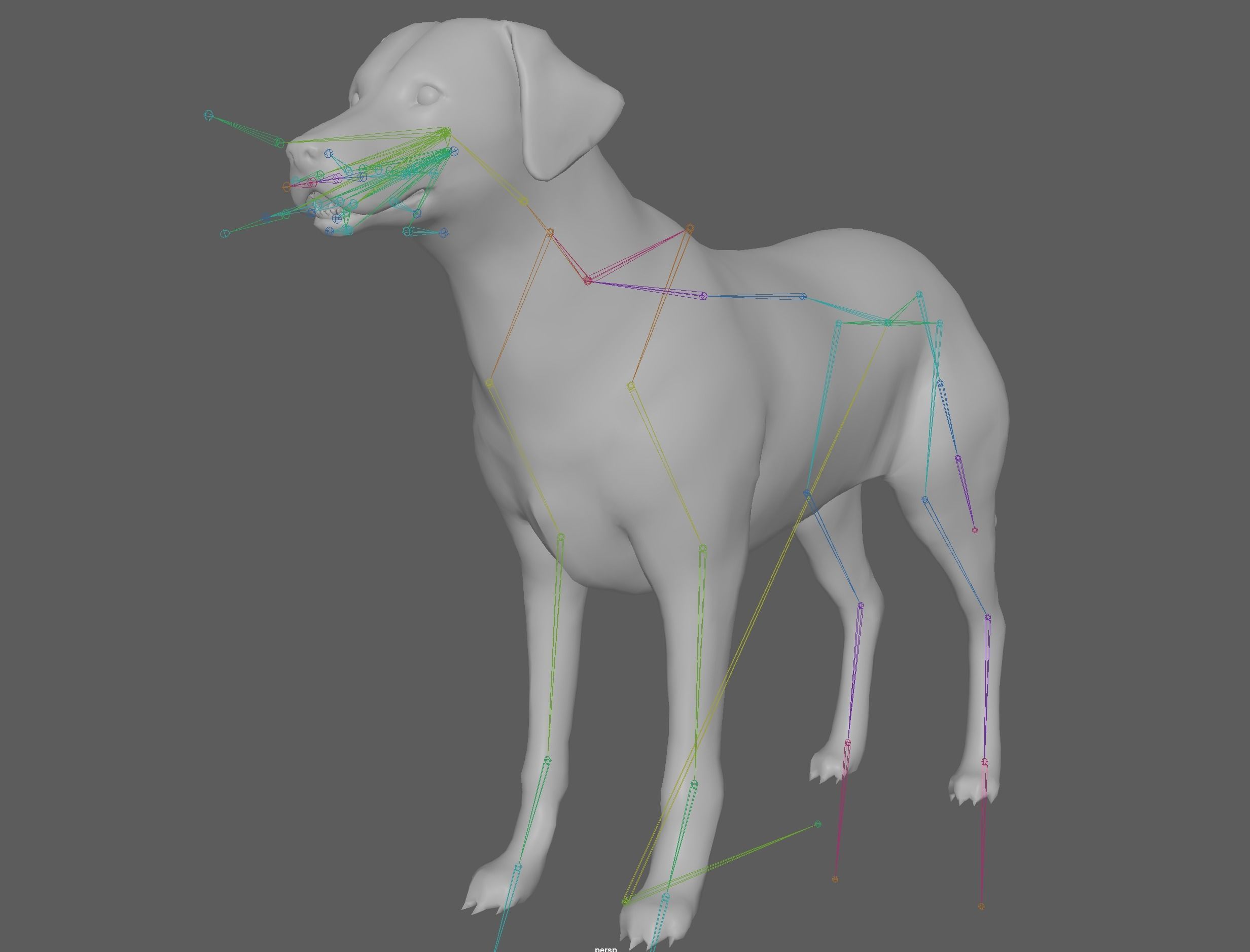 Dog - Labrador Retriever Rig 3D model rigged | CGTrader