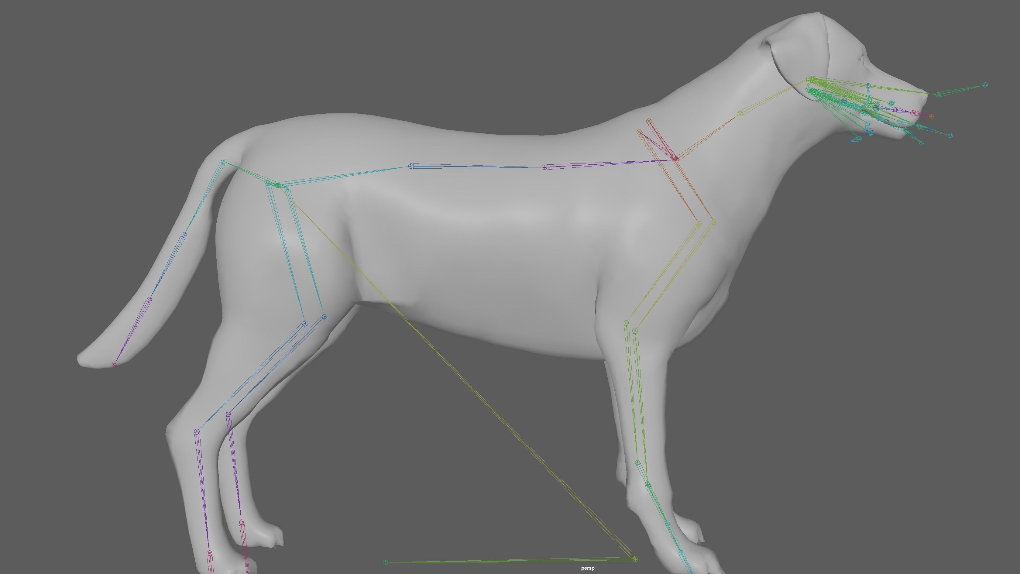 Dog - Labrador Retriever Rig 3D model rigged | CGTrader