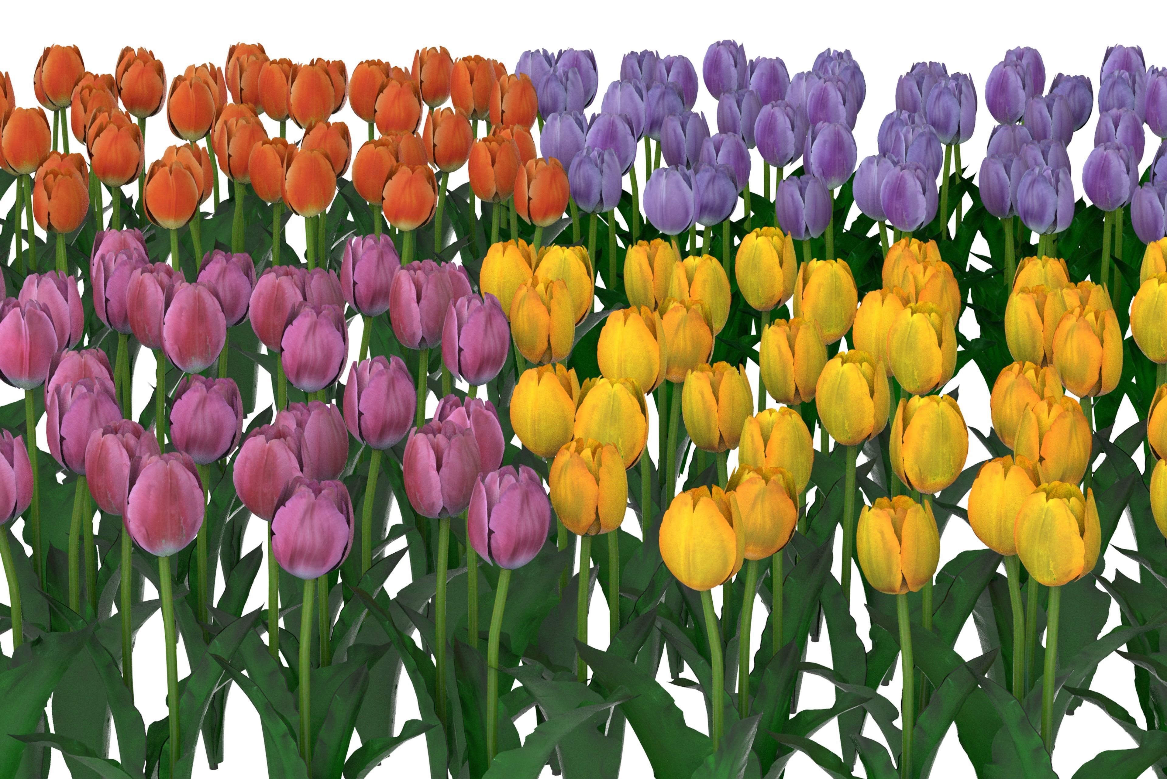 3D model Realistic 4 type color Tulips VR / AR / low-poly | CGTrader