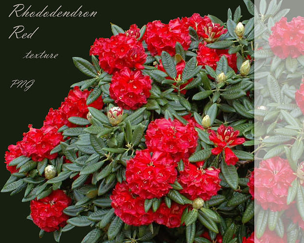Texture Red Rhododendron bush Texture PNG VR / AR / low-poly | CGTrader