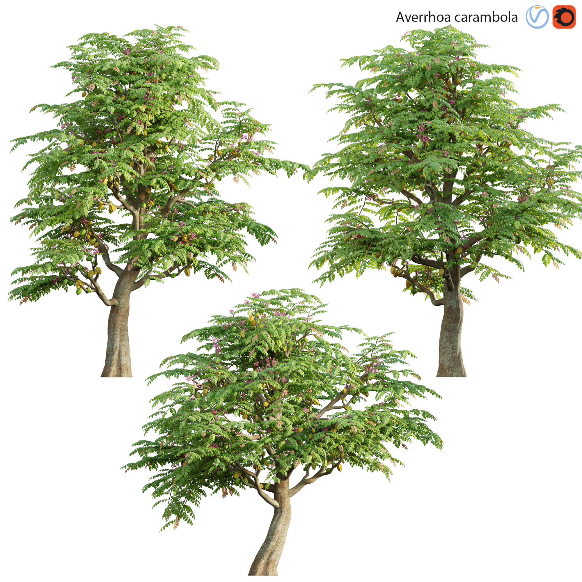 Averrhoa carambola - Starfruit tree 3D model | CGTrader
